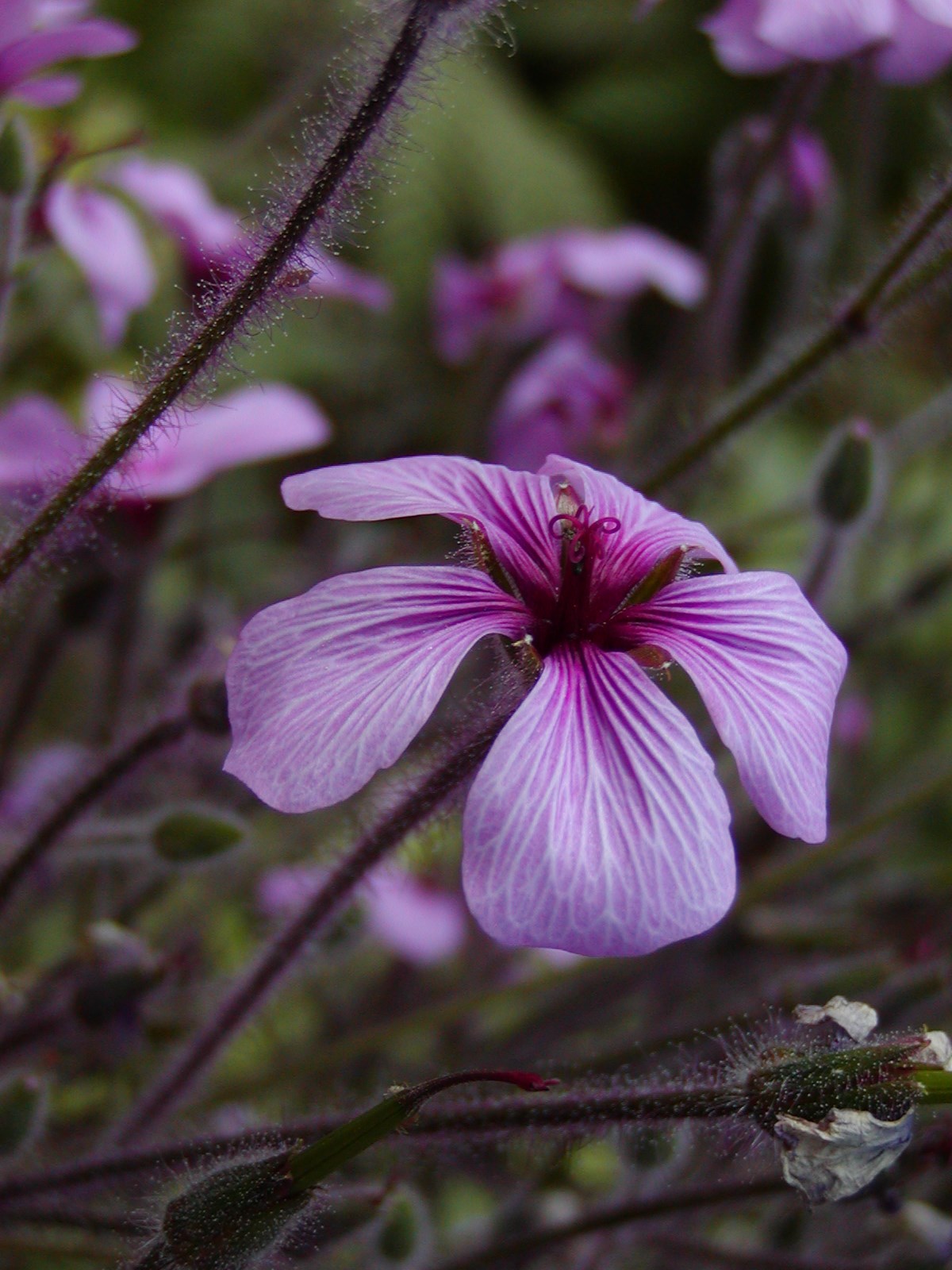 Geranium maderense - y goesgoch fwyaf, giant herb robert | National ...