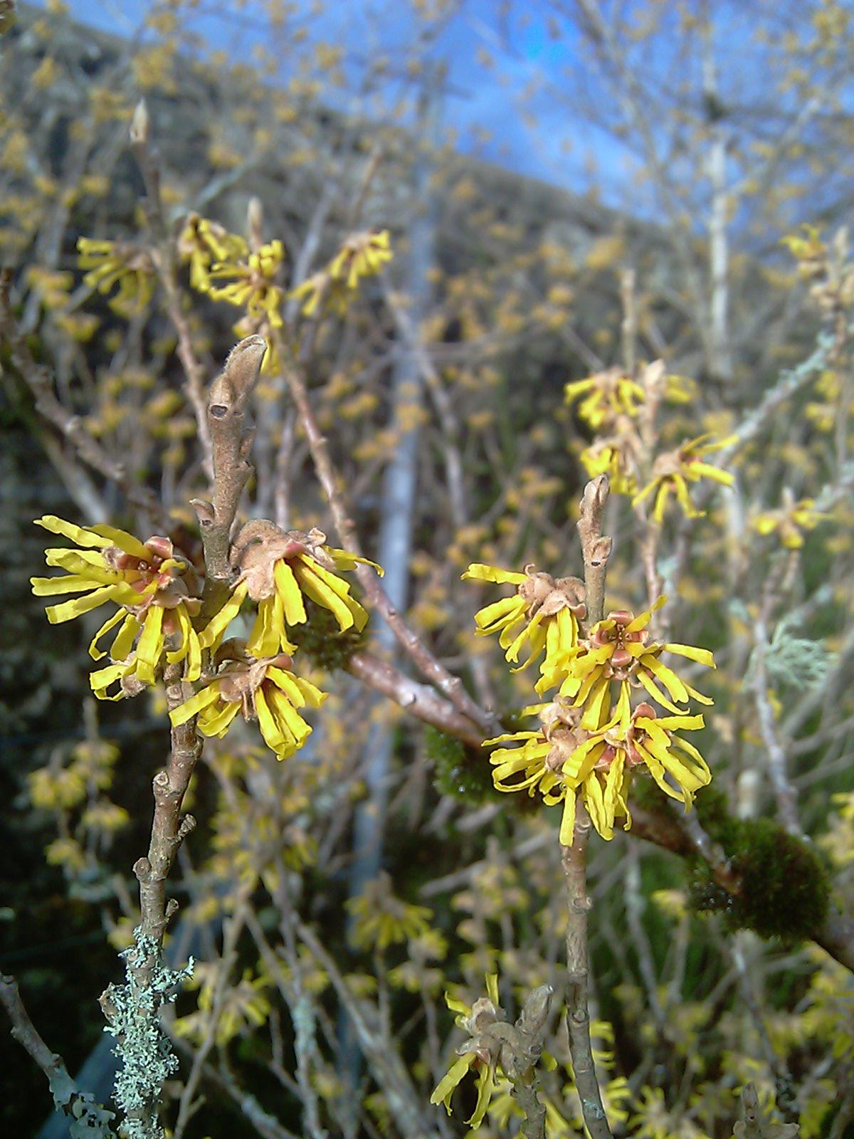 Hamamelis 'Brevipetala' - collen ystwyth, witch hazel 'Brevipetala ...