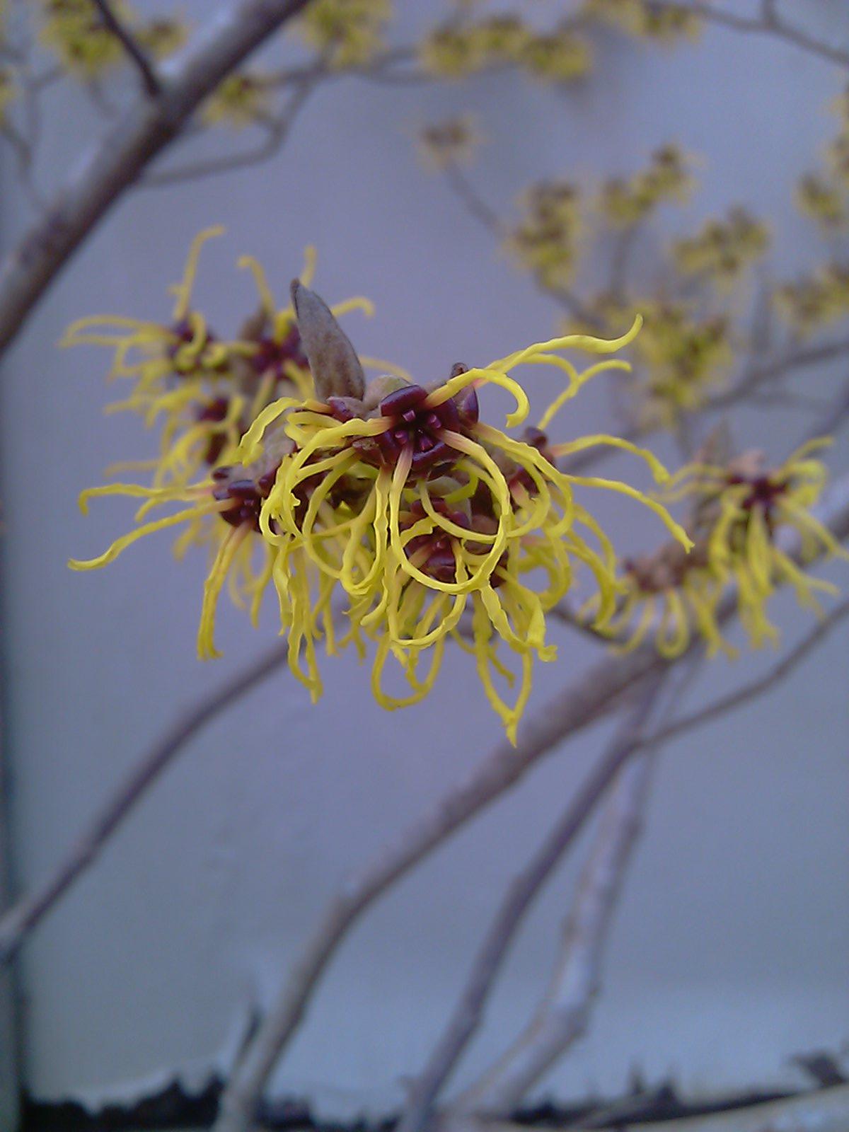 Hamamelis mollis - collen ystwyth Tsieineaidd, Chinese witch hazel ...