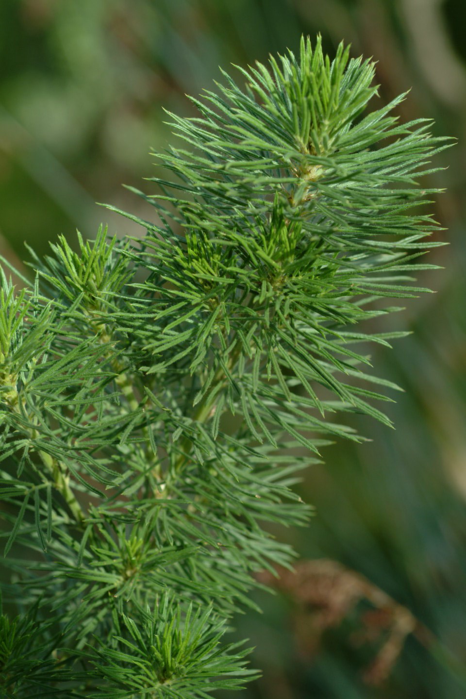 Psoralea pinnata - Blue Pea, Blue Broom, African Scurf Pea, Fountain ...