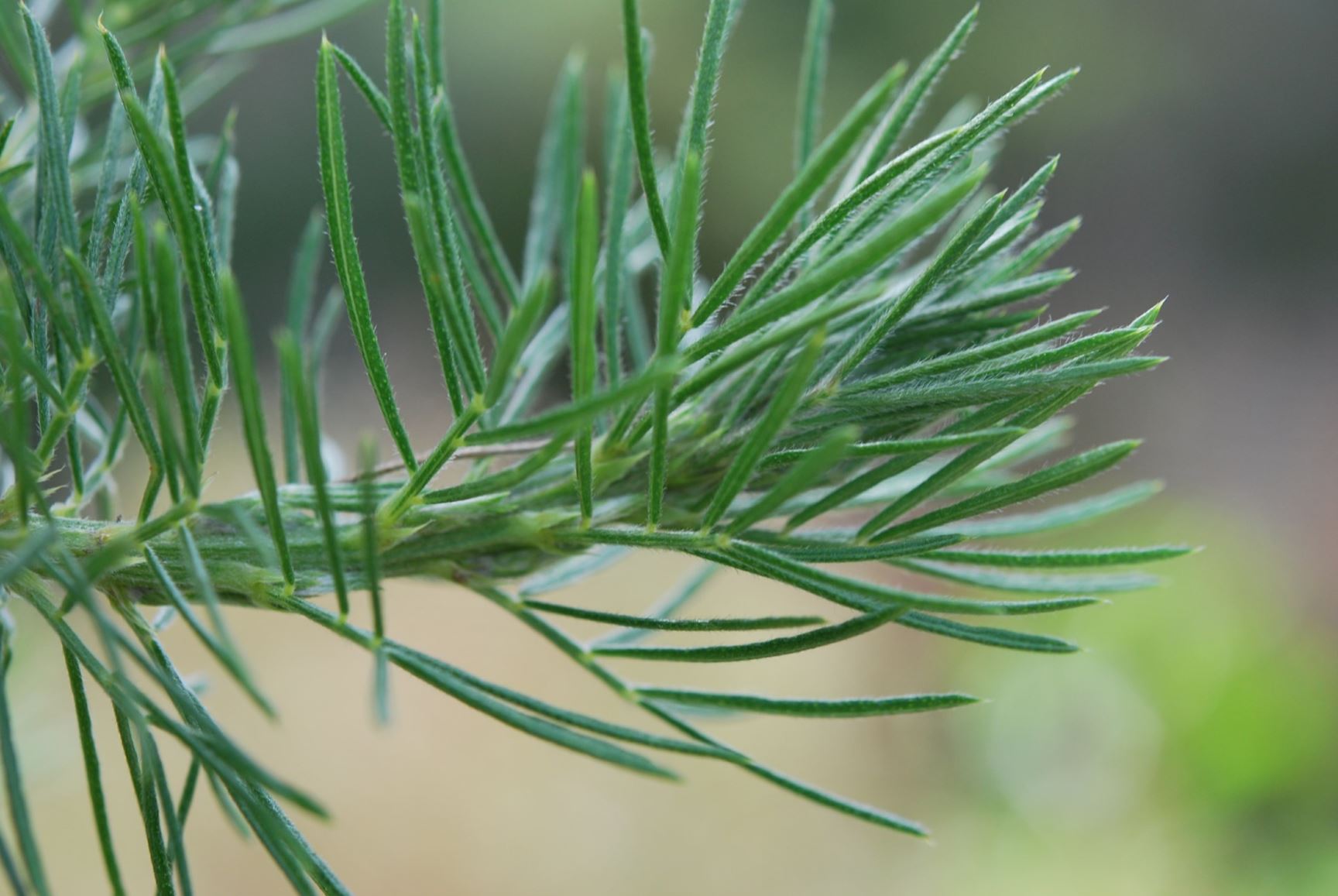 Psoralea pinnata - Blue Pea, Blue Broom, African Scurf Pea, Fountain ...