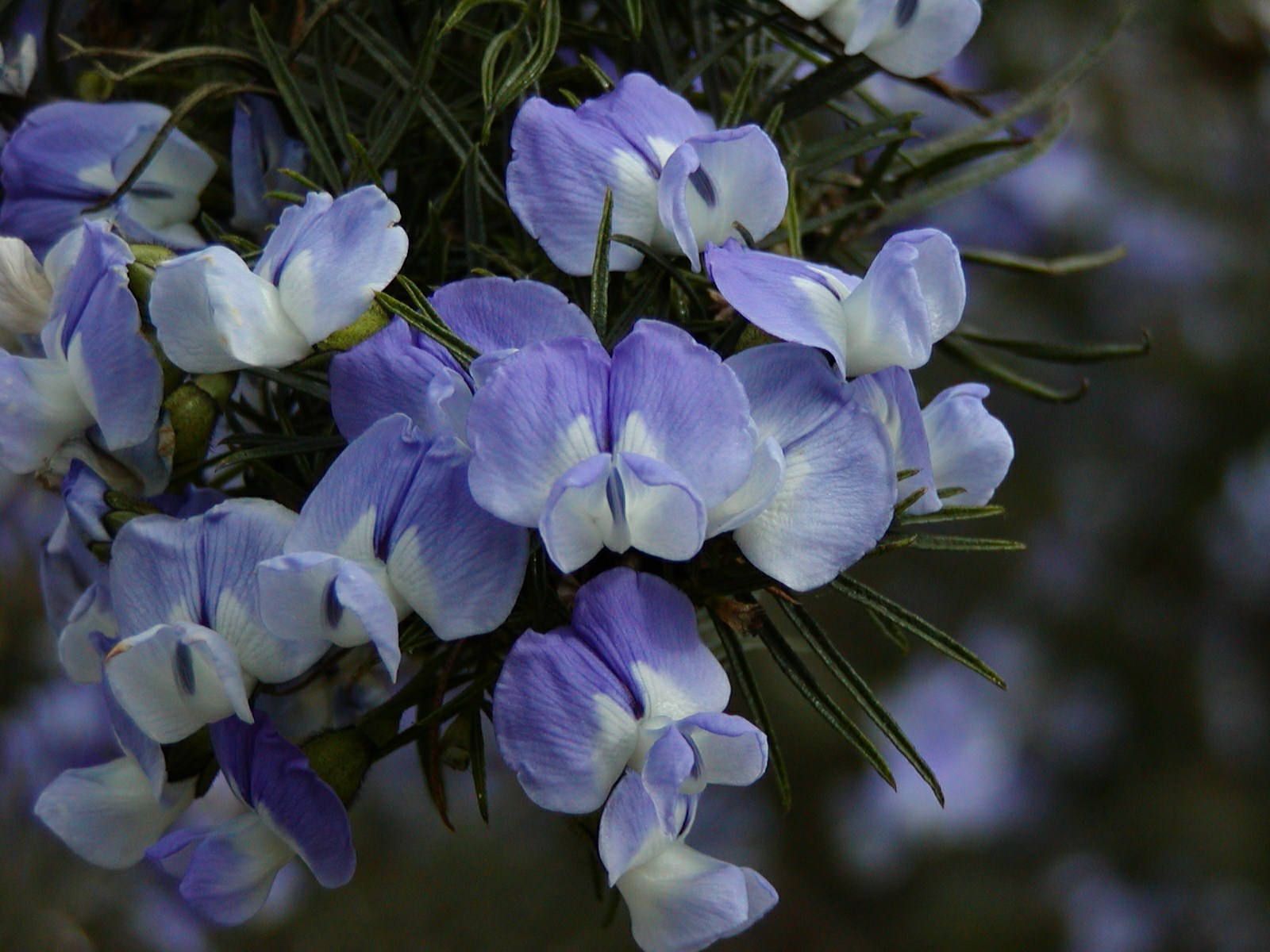 Psoralea pinnata - Blue Pea, Blue Broom, African Scurf Pea, Fountain ...