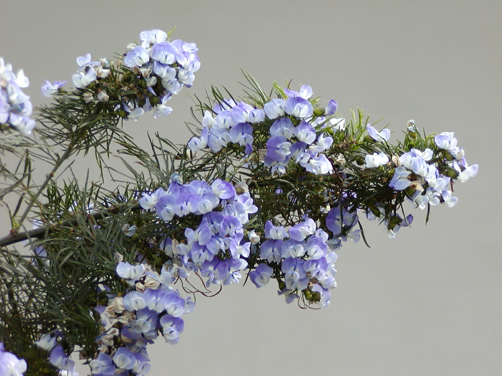 Psoralea pinnata - Blue Pea, Blue Broom, African Scurf Pea, Fountain ...
