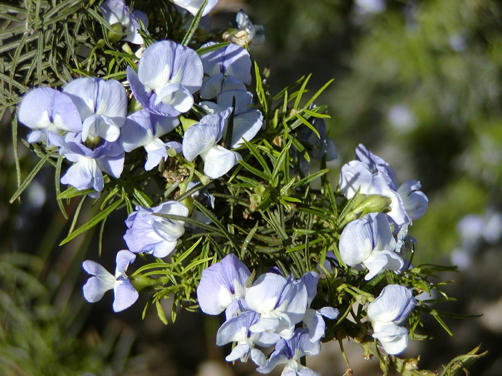 Psoralea pinnata - Blue Pea, Blue Broom, African Scurf Pea, Fountain ...
