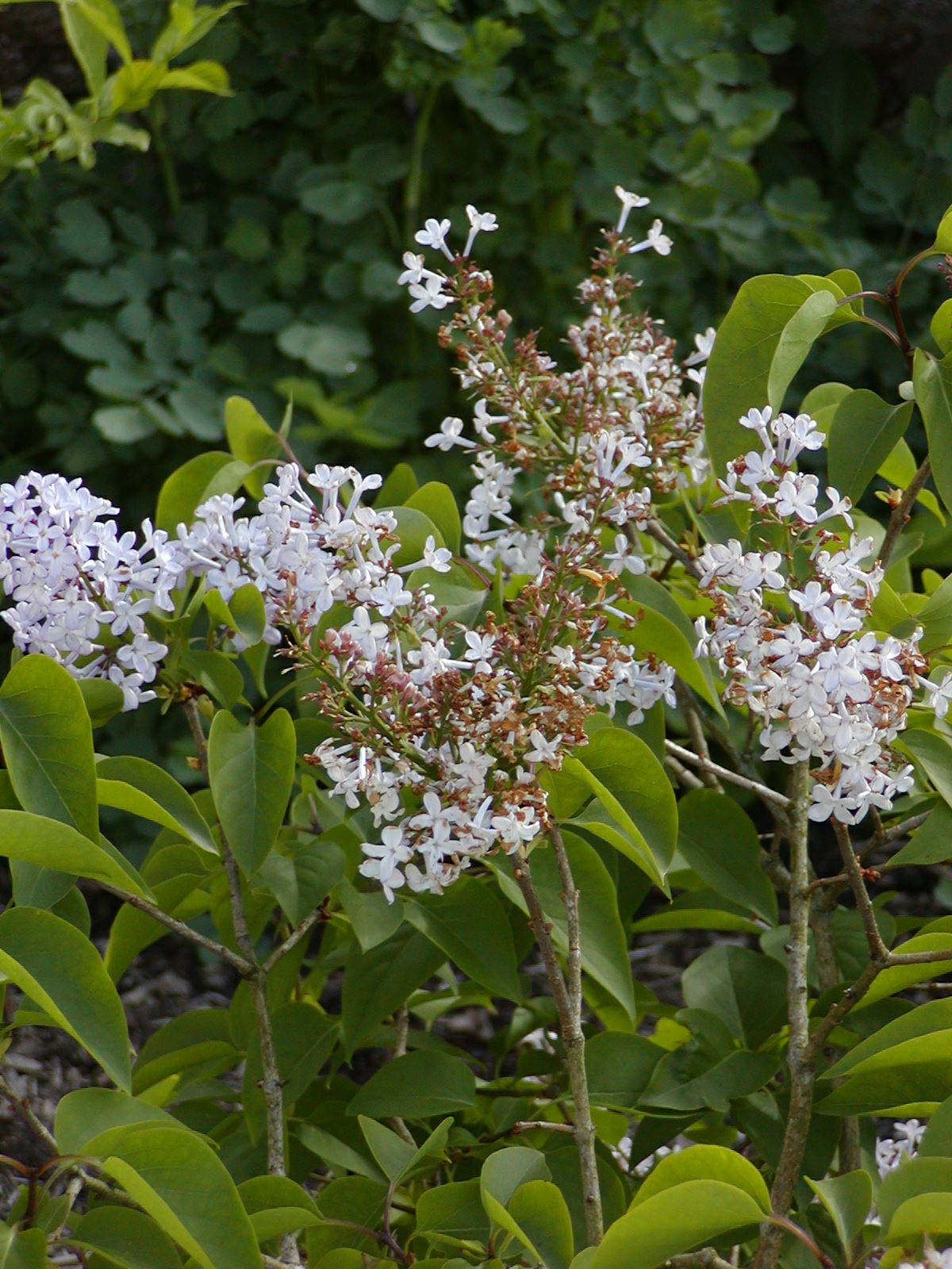 Syringa vulgaris 'Sensation' - lelog, lilac 'Sensation' | National ...