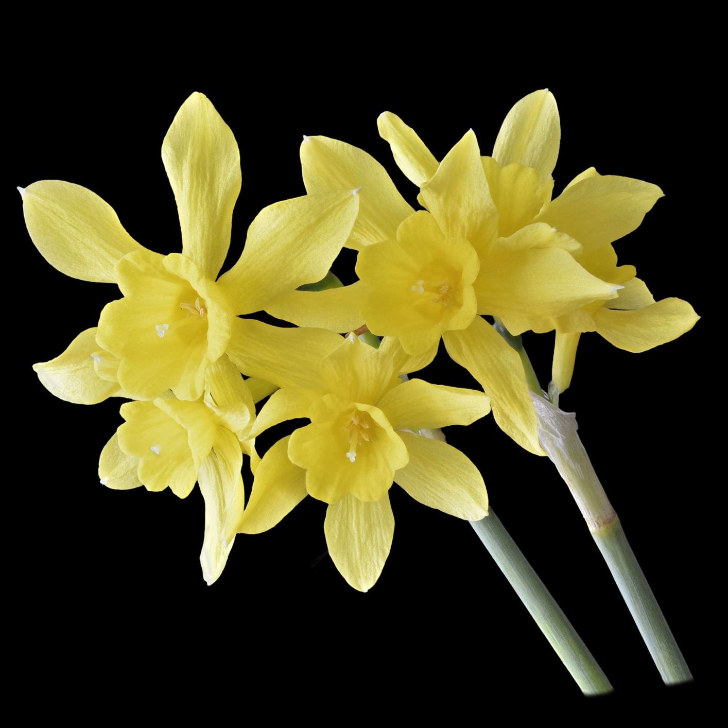 Narcissus × odorus - campernelle Jonquil, great jonquil, hybrid jonquil ...