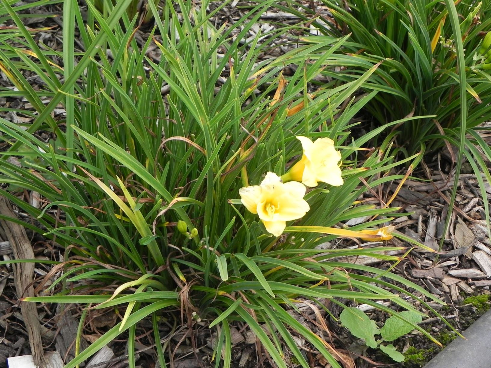 Hemerocallis 'Mini Stella' - lili undydd, daylily 'Mini Stella ...