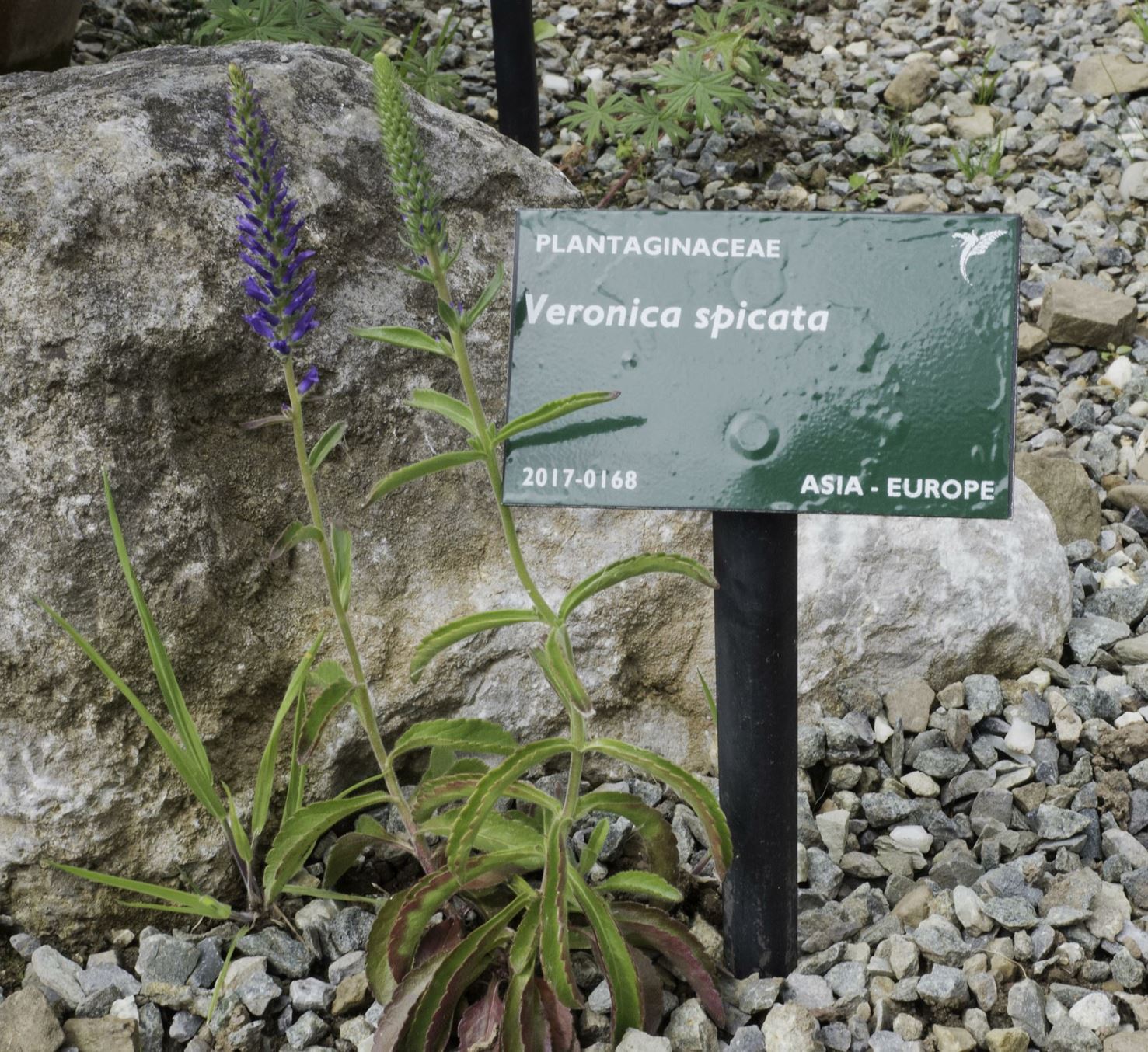 Veronica spicata - rhwyddlwyn pigfain, rhwyddlwyn pigog, spiked ...