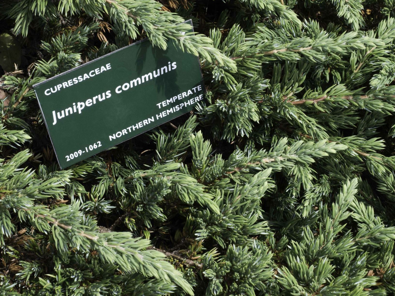 Juniperus communis - merywen, common juniper | National Botanic Garden of Wales, United Kingdom
