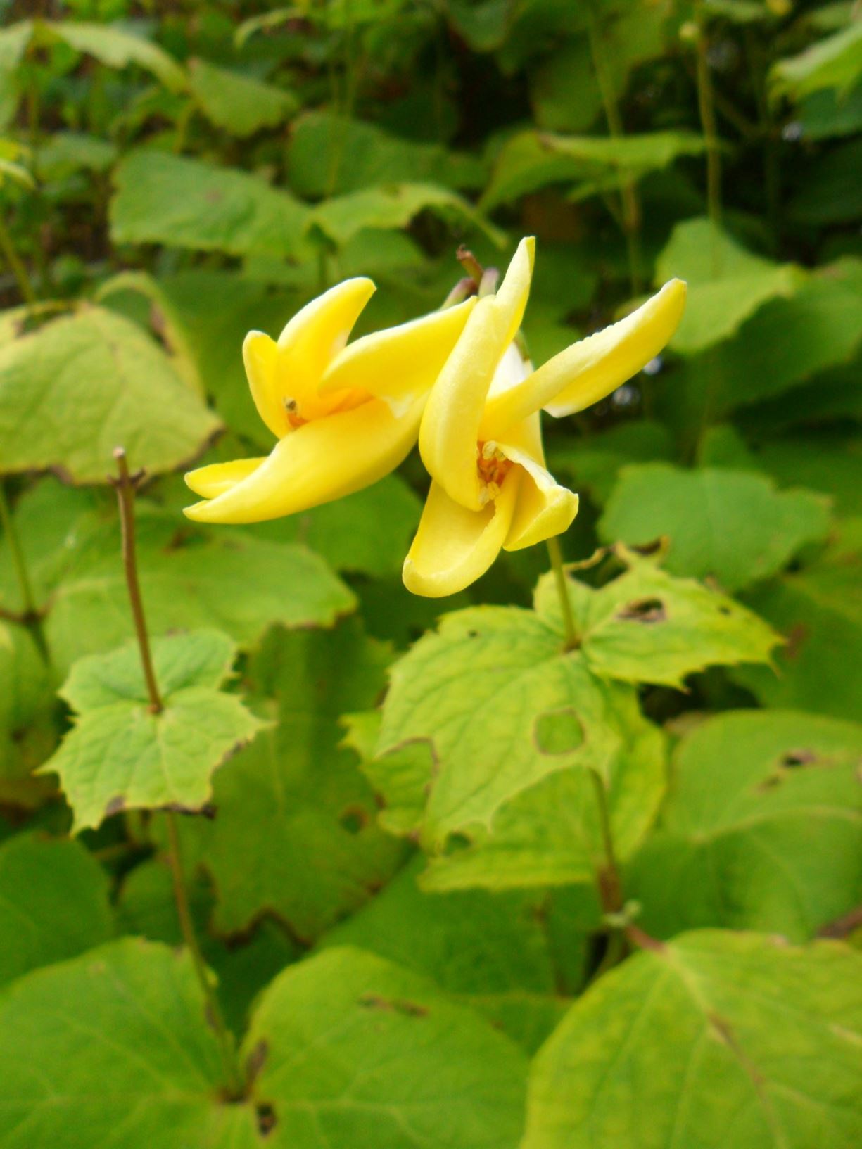 Kirengeshoma palmata - yellow wax-bells, palmate kirengeshoma ...