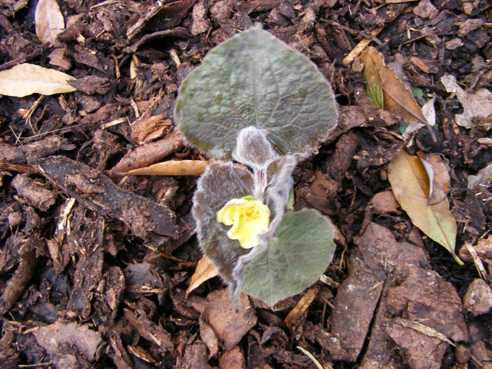 Saruma henryi | National Botanic Garden of Wales, United Kingdom