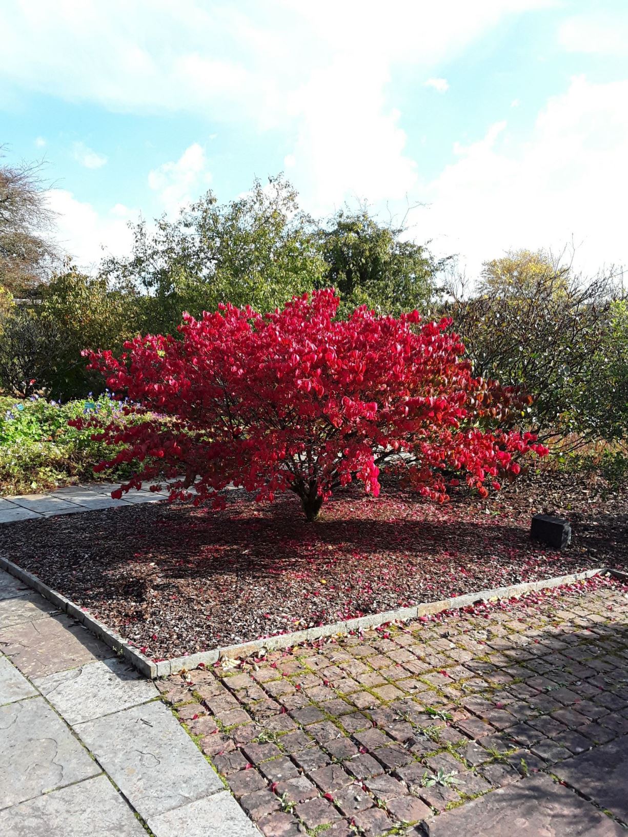 Euonymus alatus 'Compactus' - compact winged spindle | National Botanic ...