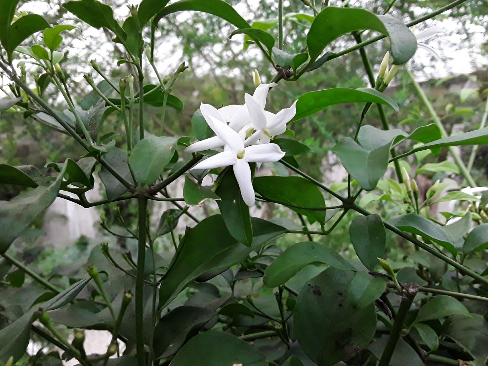 Jasminum azoricum - white Azorean jasmine | National Botanic Garden of ...