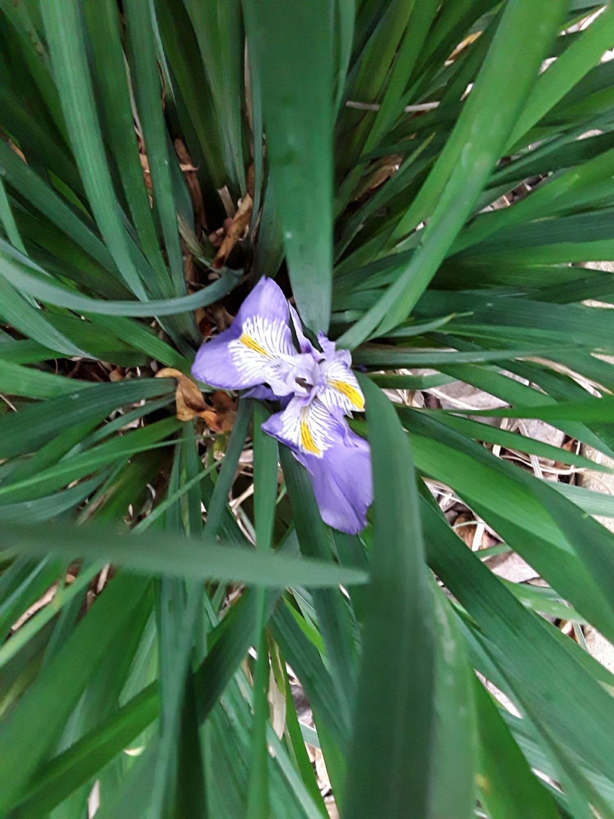 Iris unguicularis - gellesgen Algeria, Algerian iris, Algerian winter ...