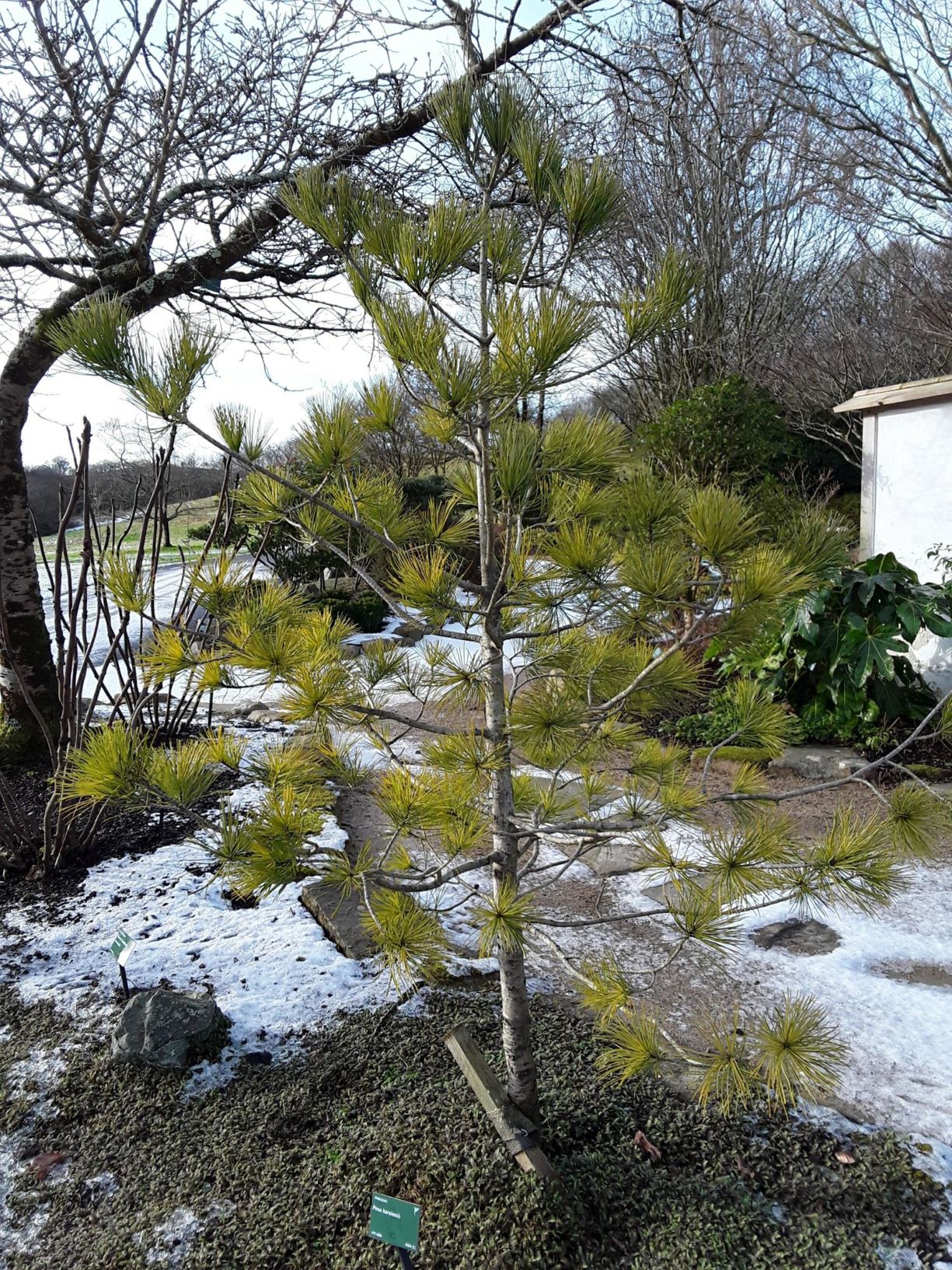 Pinus koraiensis - Korean Pine | National Botanic Garden of Wales ...