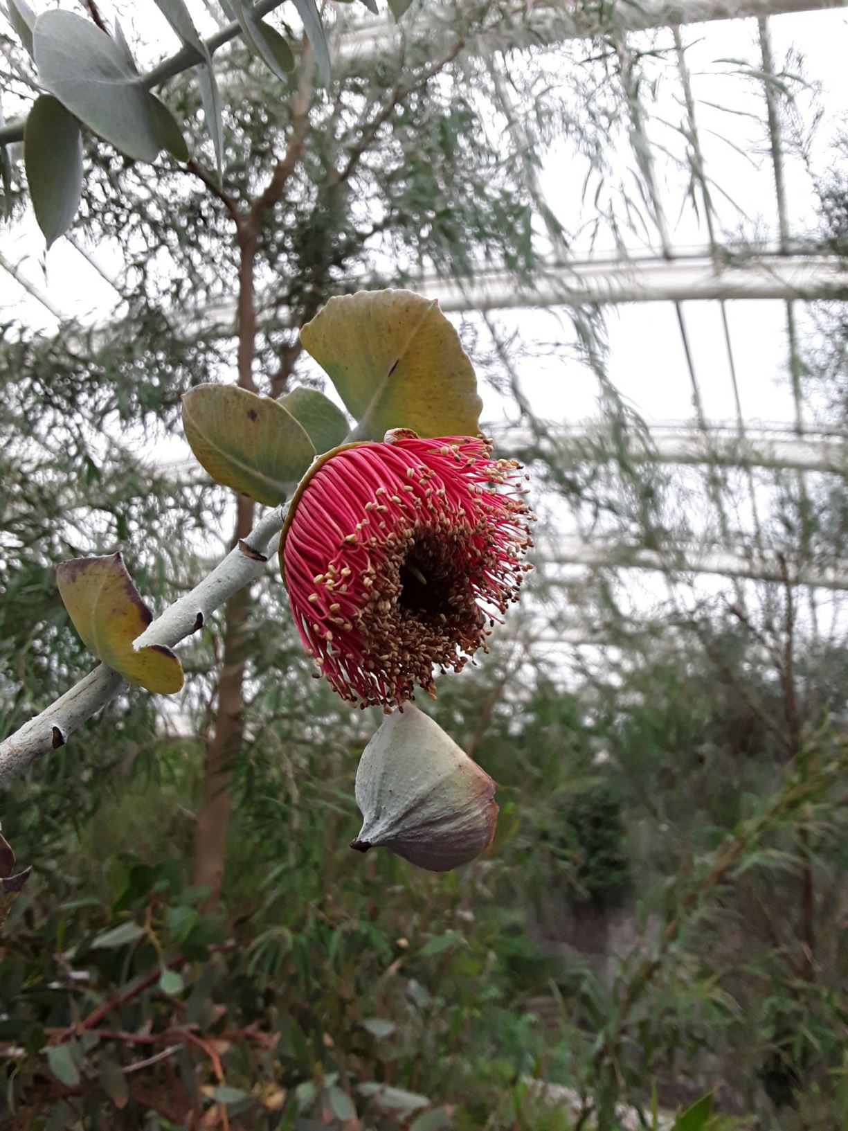 Eucalyptus rhodantha - rose mallee, rose gum | National Botanic Garden ...