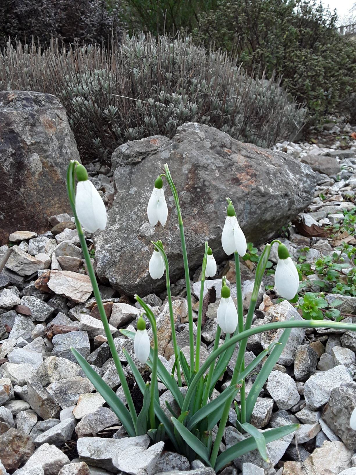 Galanthus 'S. Arnott' - eirlys, snowdrop 'S. Arnott' | National Botanic ...