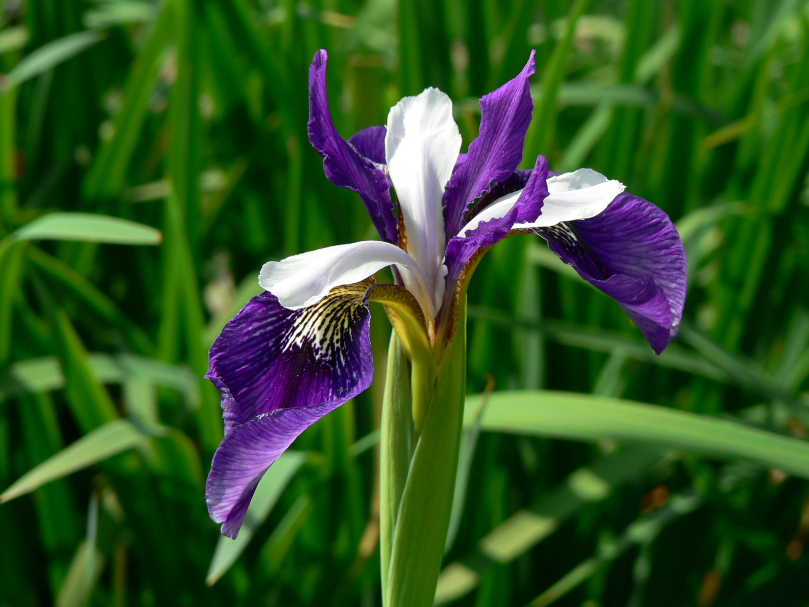 Iris 'Blauewiesmotte' - iris | National Botanic Garden of Wales, United ...