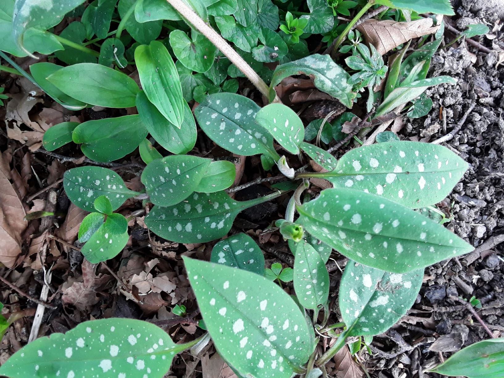 Pulmonaria angustifolia - llysiau‘r ysgyfaint, narrow-leaved lungwort ...
