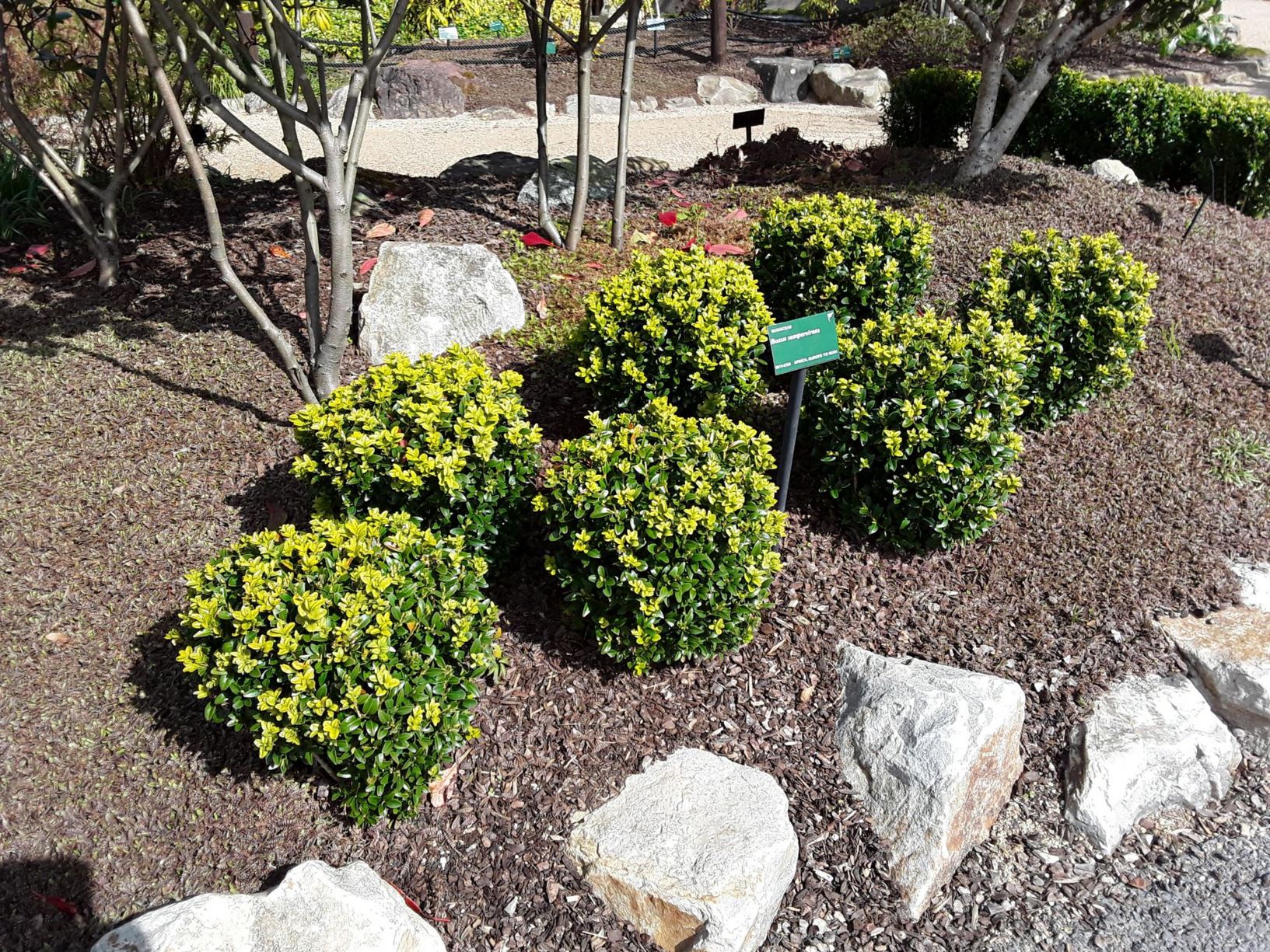 Buxus sempervirens - pren bocs, common box, Abassian boxwood, European ...