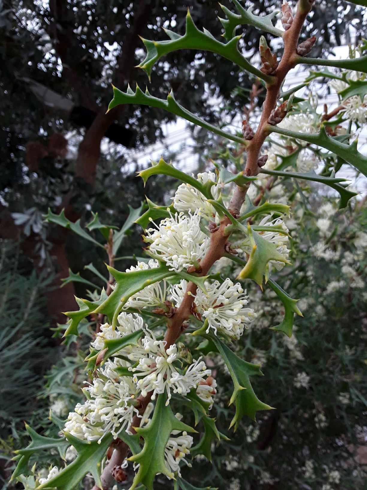 Hakea ilicifolia - holly-leaf hakea | National Botanic Garden of Wales ...