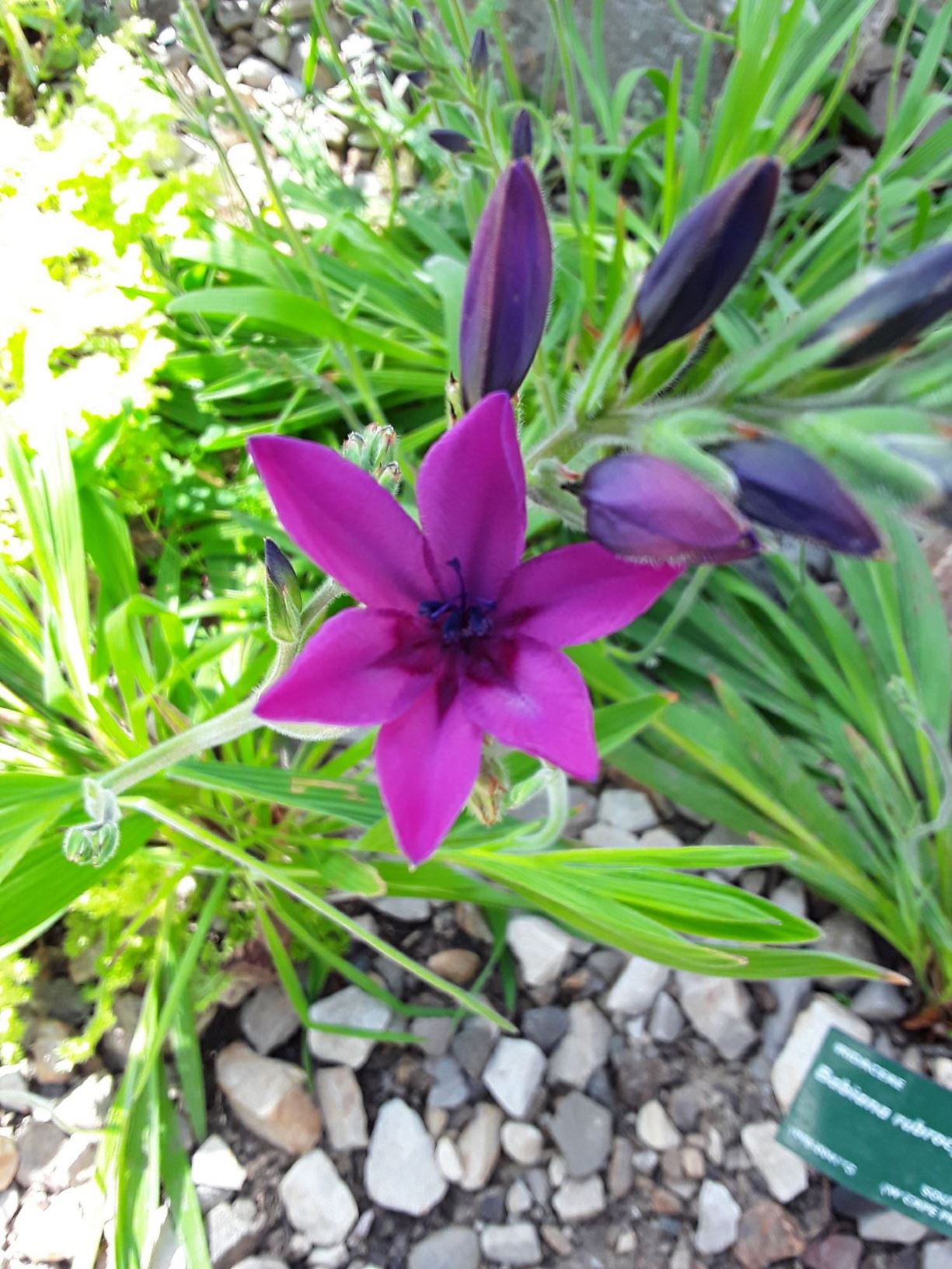 Babiana rubrocyanea - winecups, blue-and-red babiana, wine-cup baboon ...