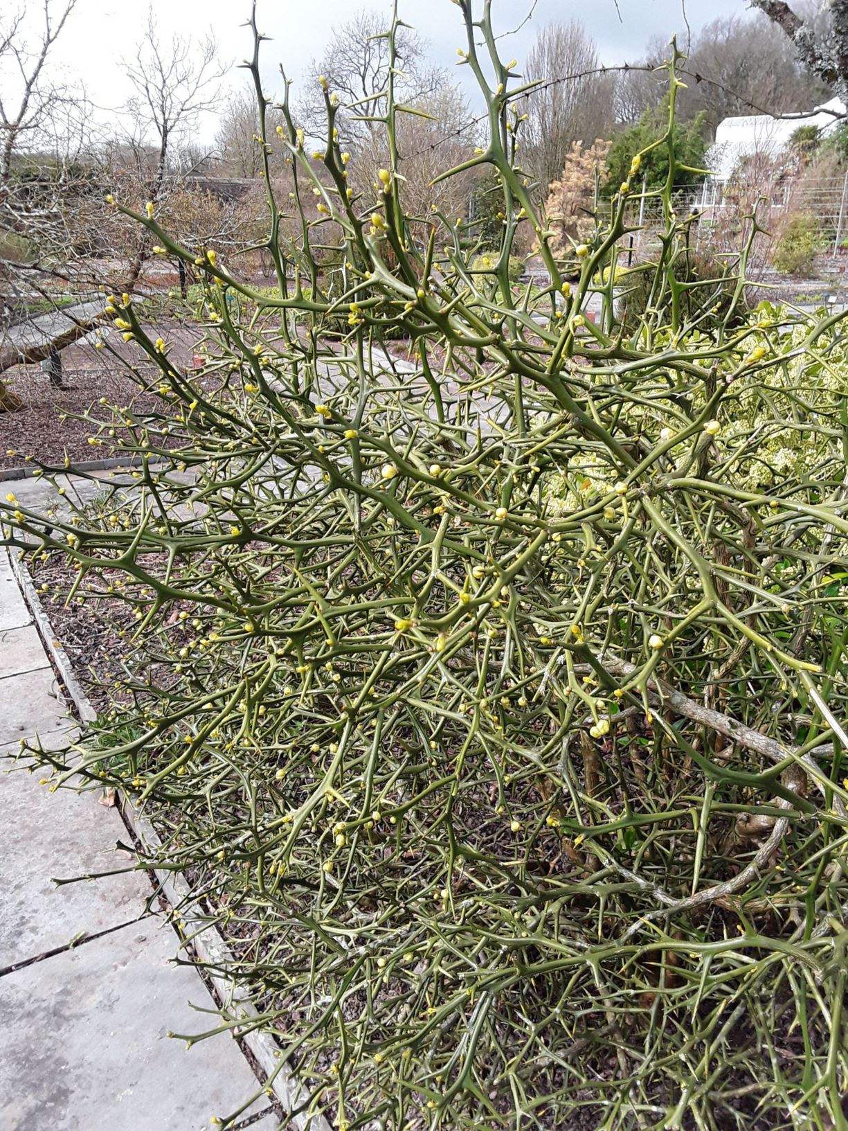 Citrus trifoliata - Japanese bitter orange, bitter orange, Chinese ...