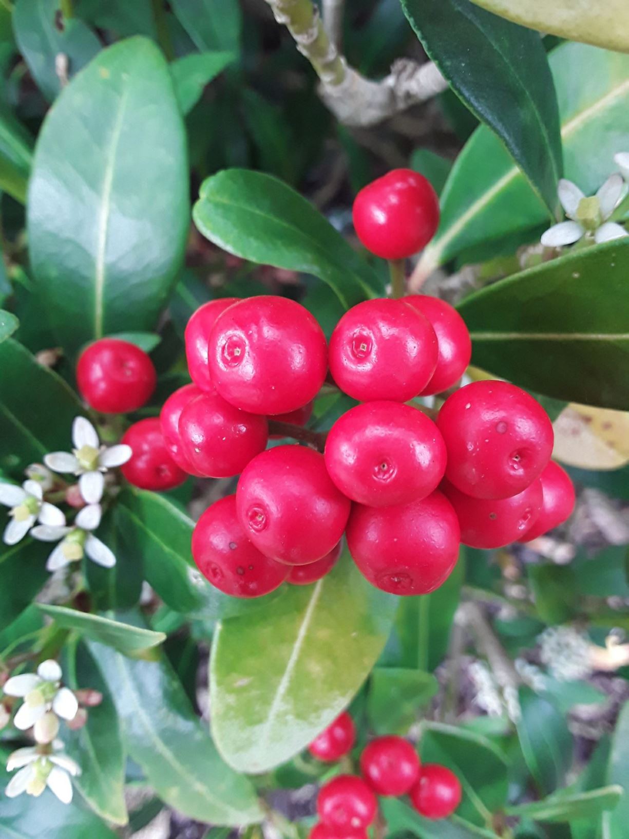 Skimmia japonica subsp. reevesiana - Self-fertile Japanese Skimmia ...