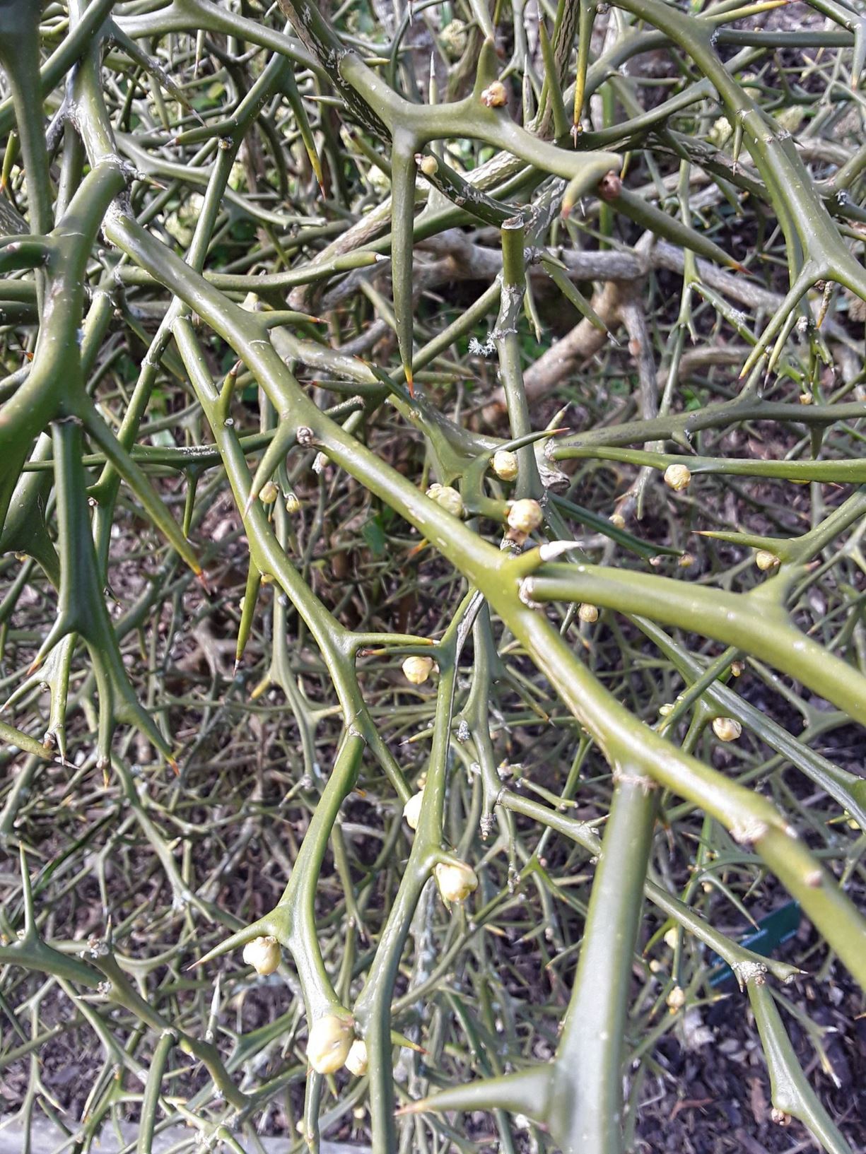 Citrus trifoliata - Japanese bitter orange, bitter orange, Chinese ...