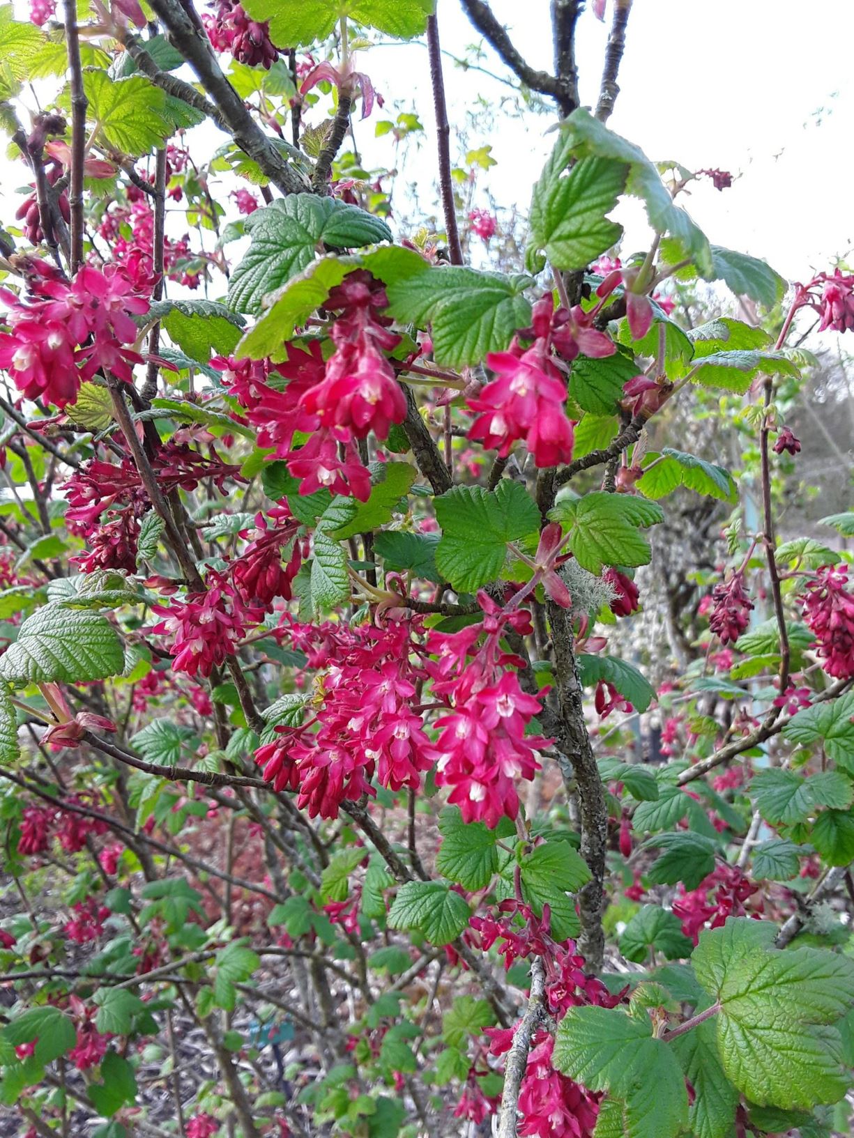 Ribes sanguineum 'King Edward VII' - llwyn cwrens blodeuog, winter ...