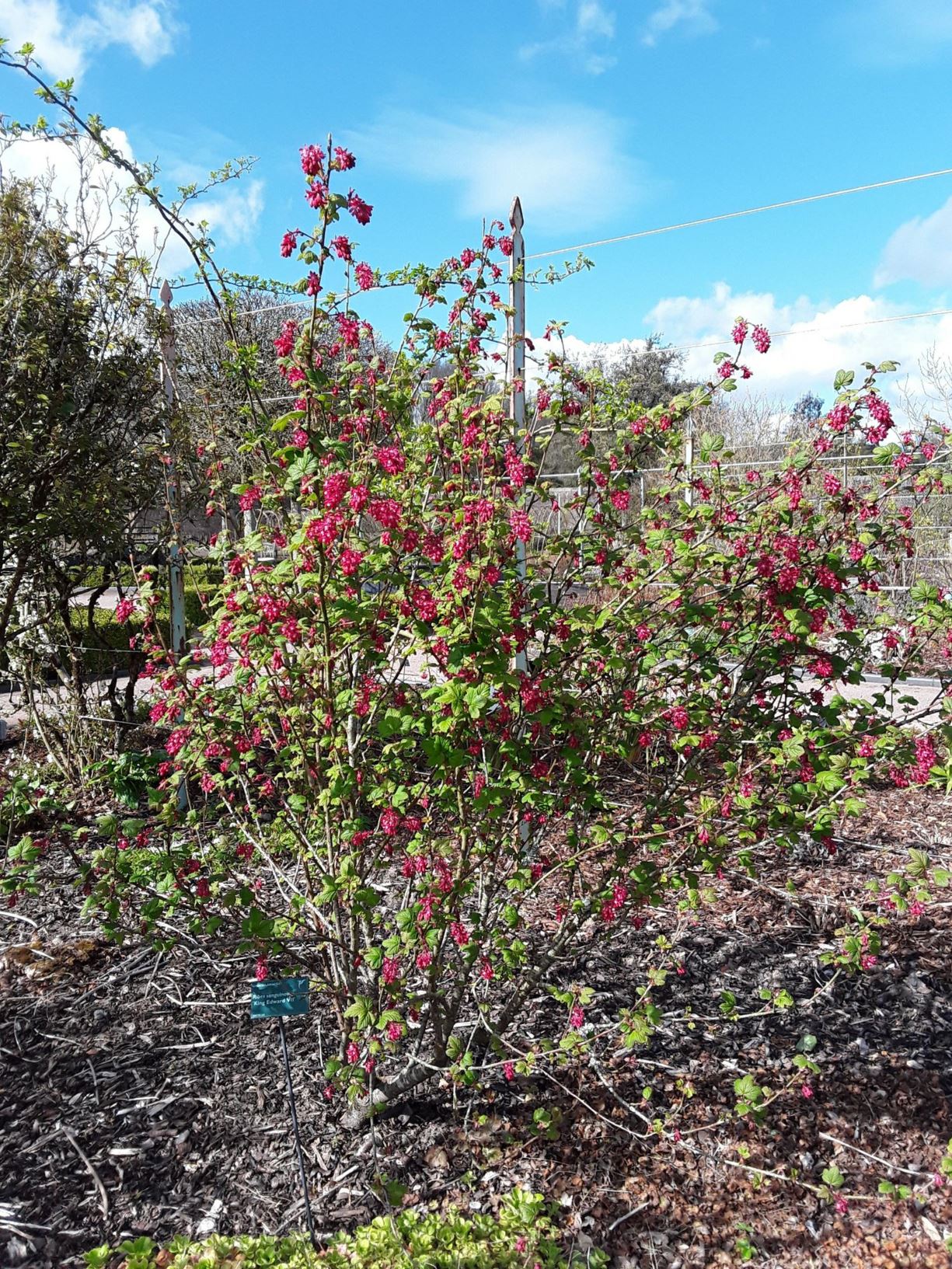 Ribes sanguineum 'King Edward VII' - Llwyn Cwrens Blodeuog, Winter ...