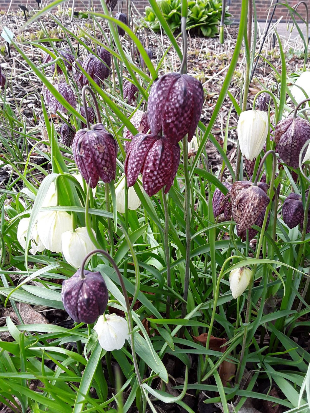 Fritillaria meleagris - Snake's Head Fritillary, Chequered Daffodil ...