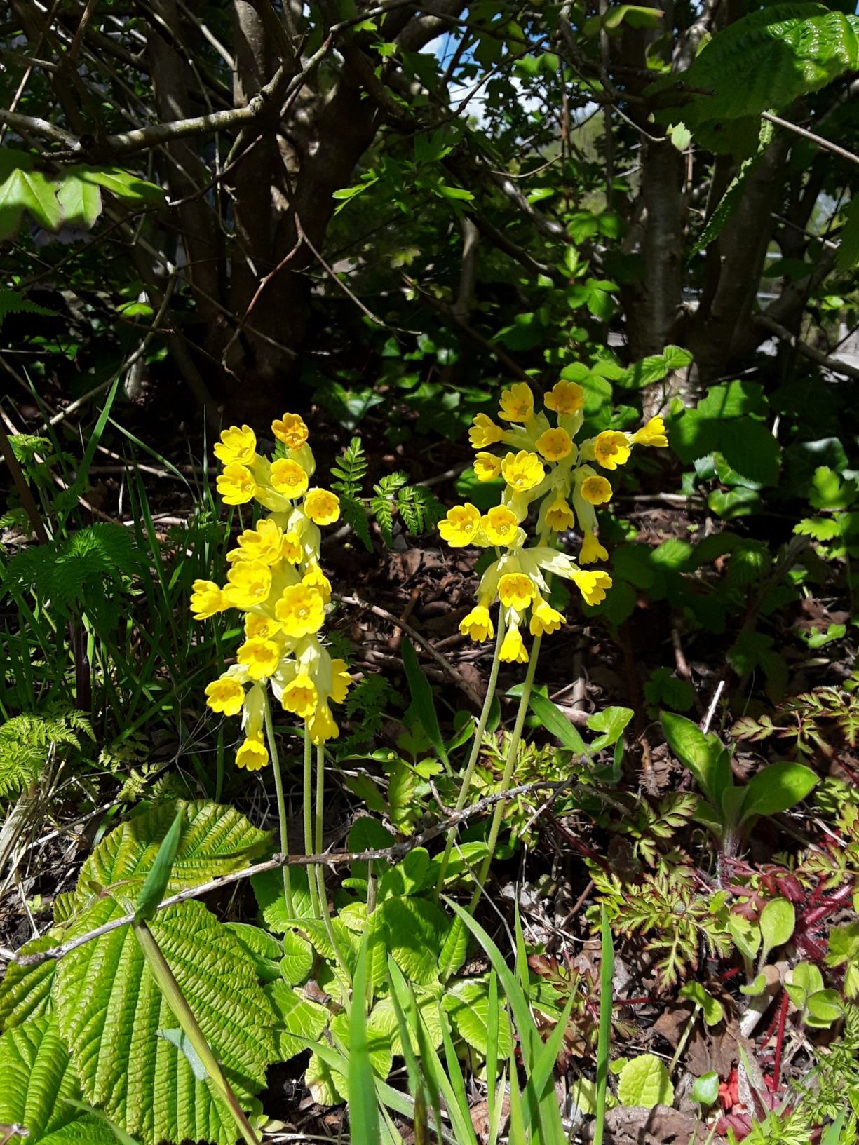 Primula veris - briallen Fair, common cowslip, Bedlam cowslip, fairy ...