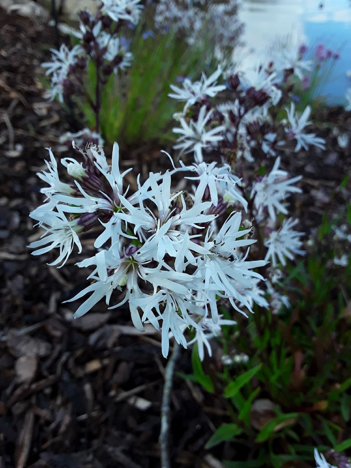 Lychnis flos-cuculi 'White Robin' - Carpiog y Gors, White Ragged Robin ...