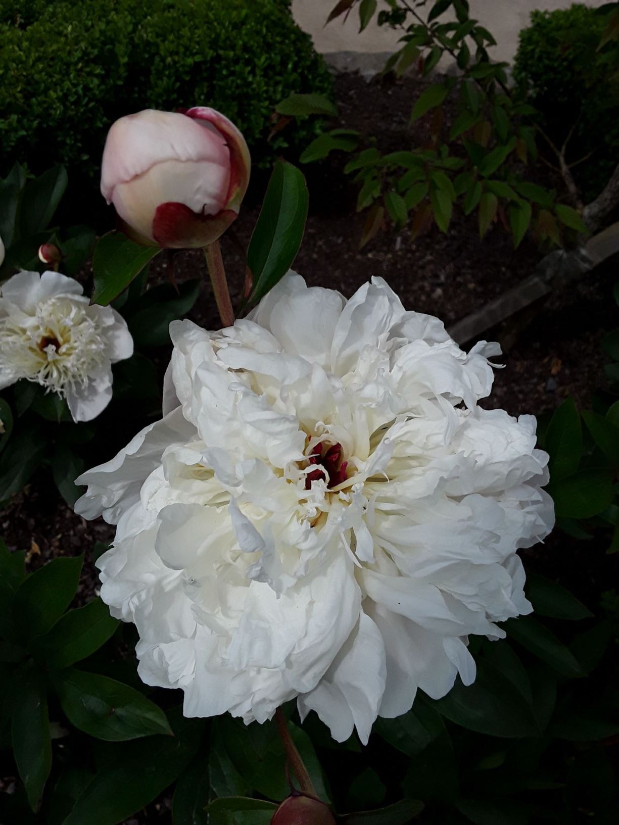 Paeonia lactiflora 'Immaculée' - rhosyn-y-mynydd, peony | National ...