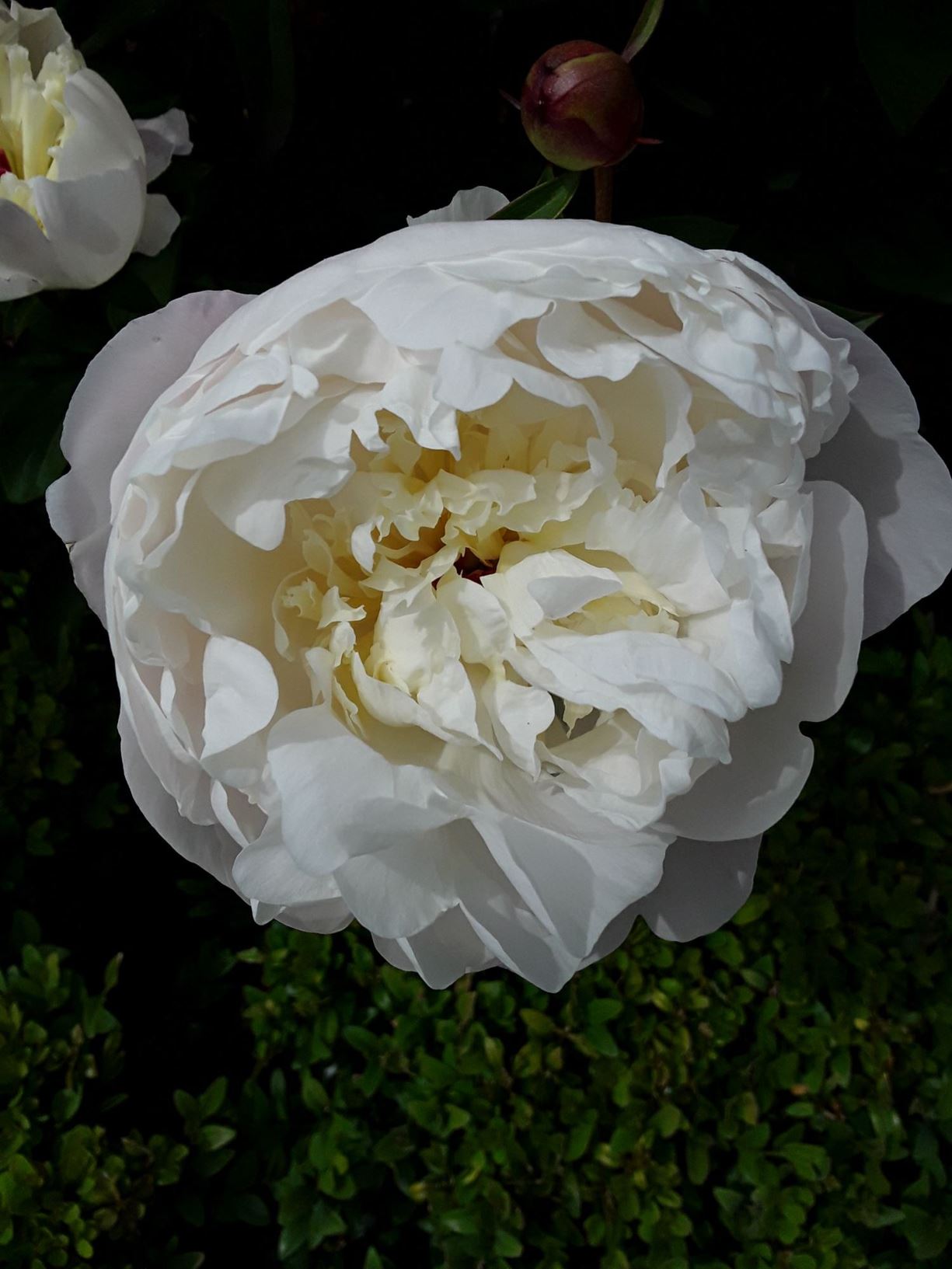Paeonia lactiflora 'Immaculée' - rhosyn-y-mynydd, peony | National ...