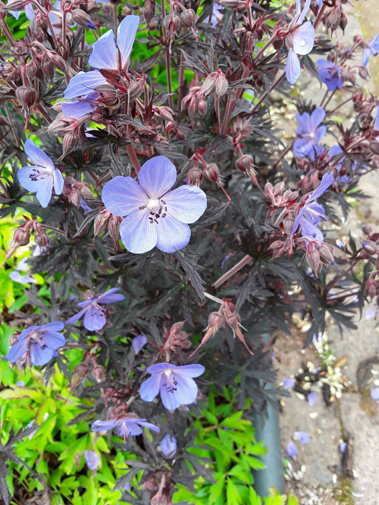 Geranium pratense (Victor Reiter Group) BLACK BEAUTY - pig-yr-aran y ...