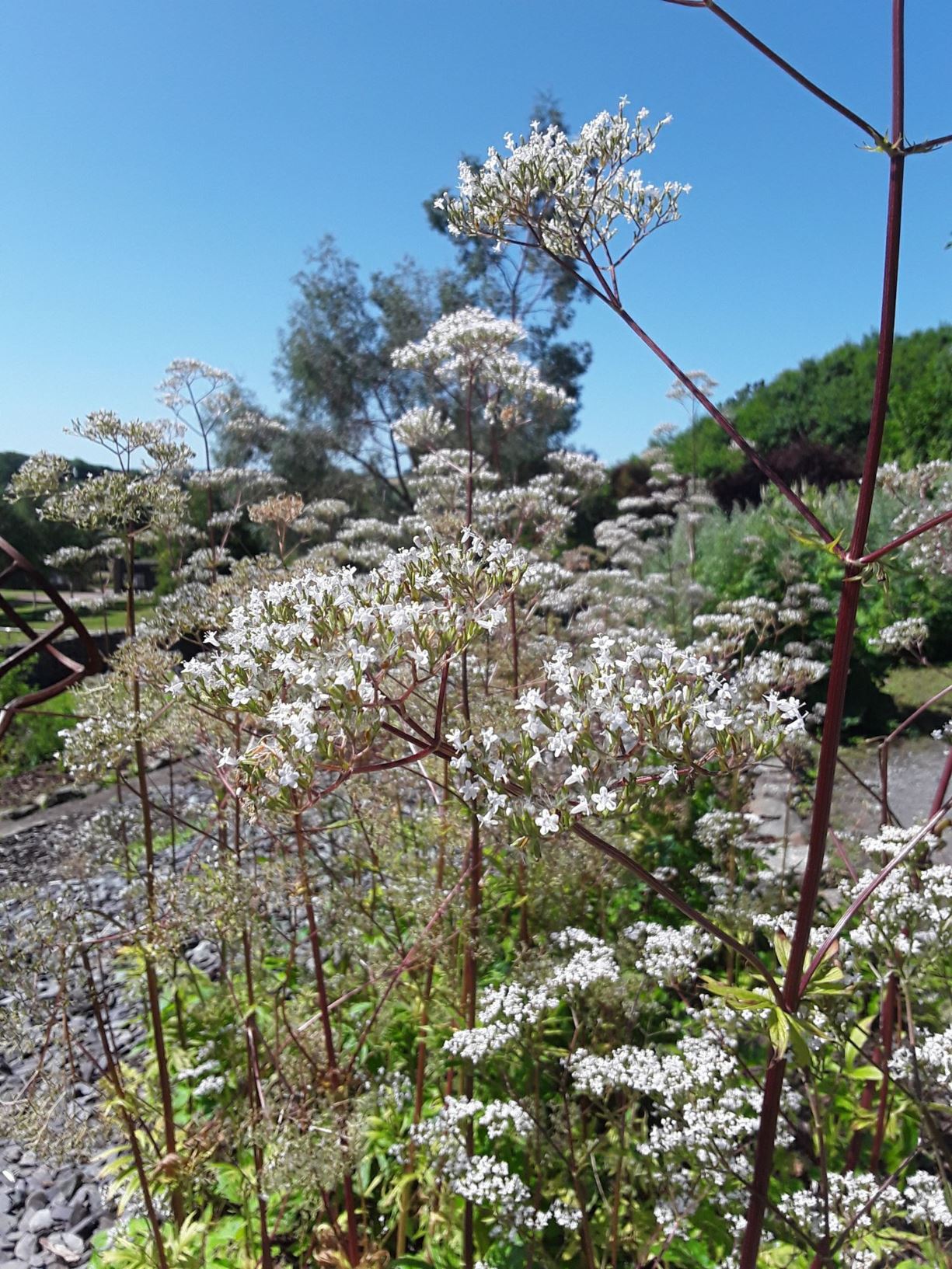 Valeriana officinalis - triaglog, valerian | National Botanic Garden of ...