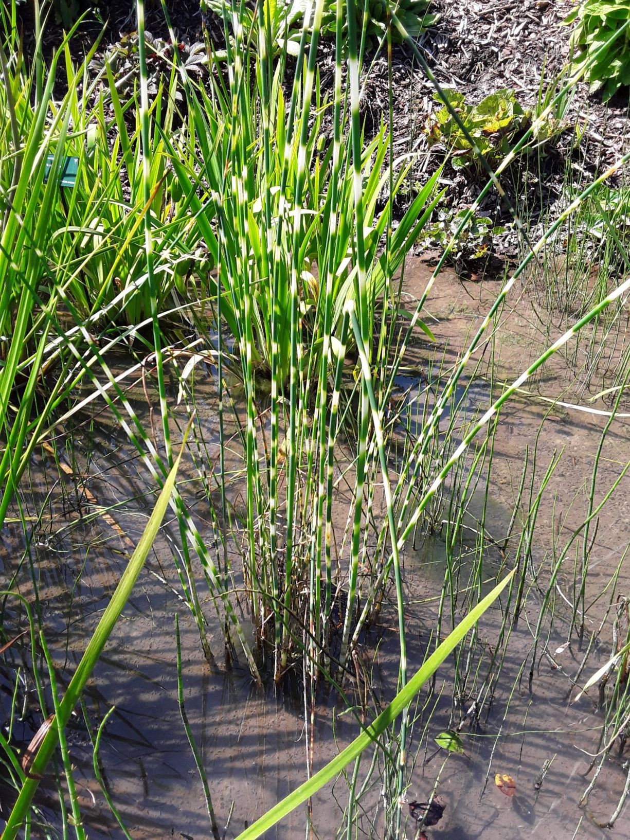 Scutellaria galericulata - cycyllog, common skullcap, hooded willowherb ...