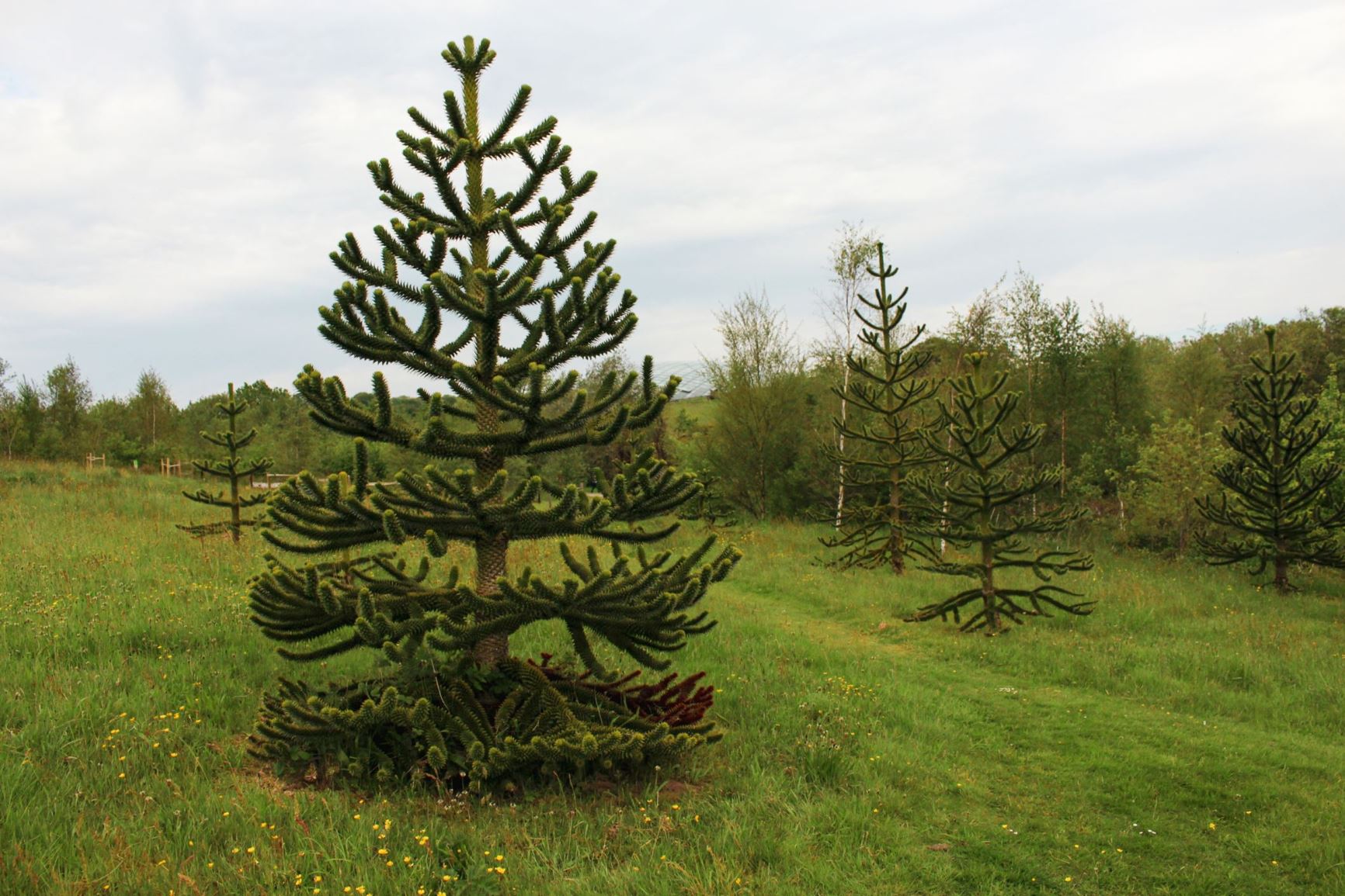 Araucaria araucana - pinwydden Chile, cas gan fwnci, monkey puzzle ...