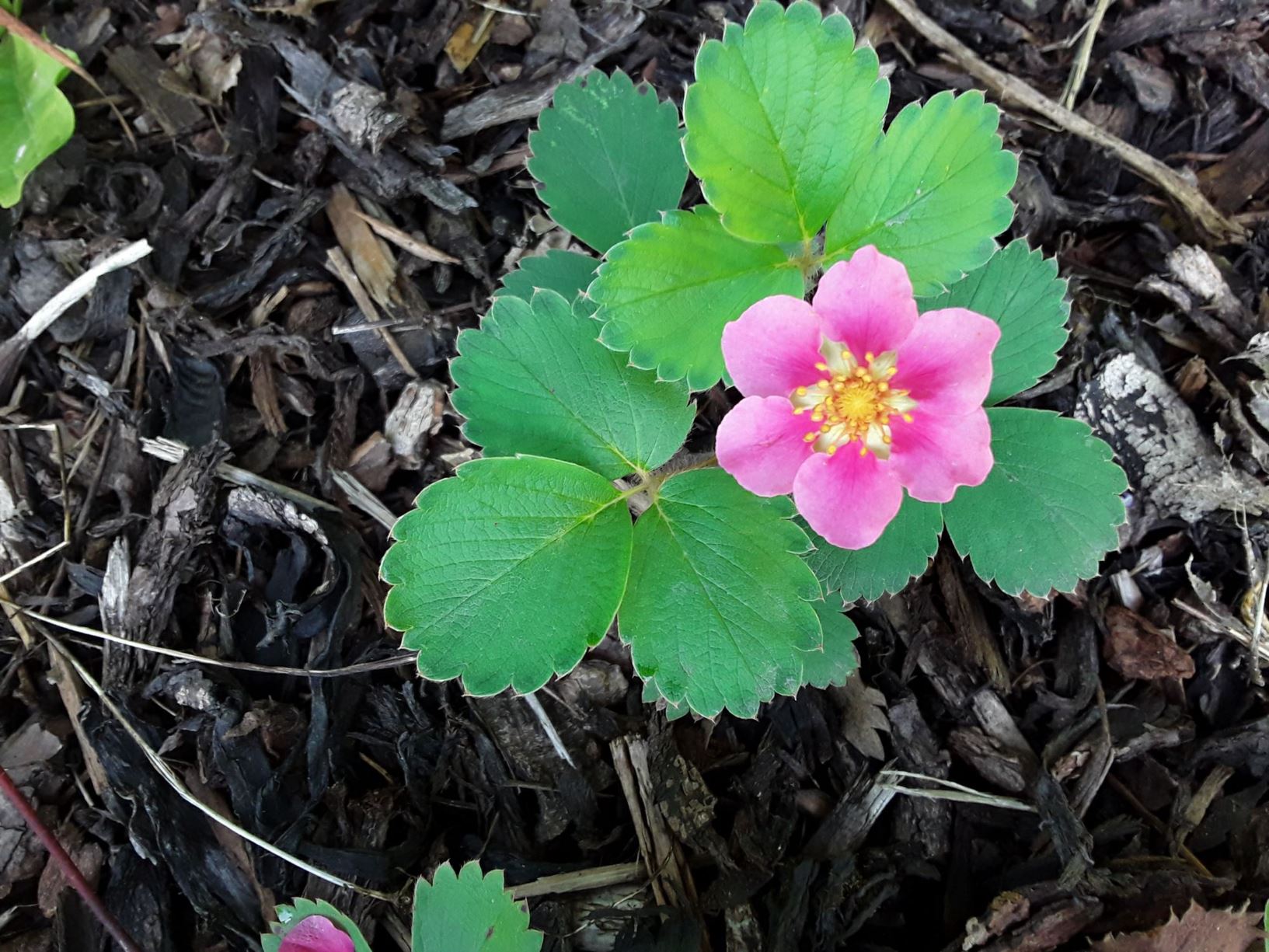 Fragaria × ananassa 'Samba' - llwyn mefus y gerddi, strawberry ...