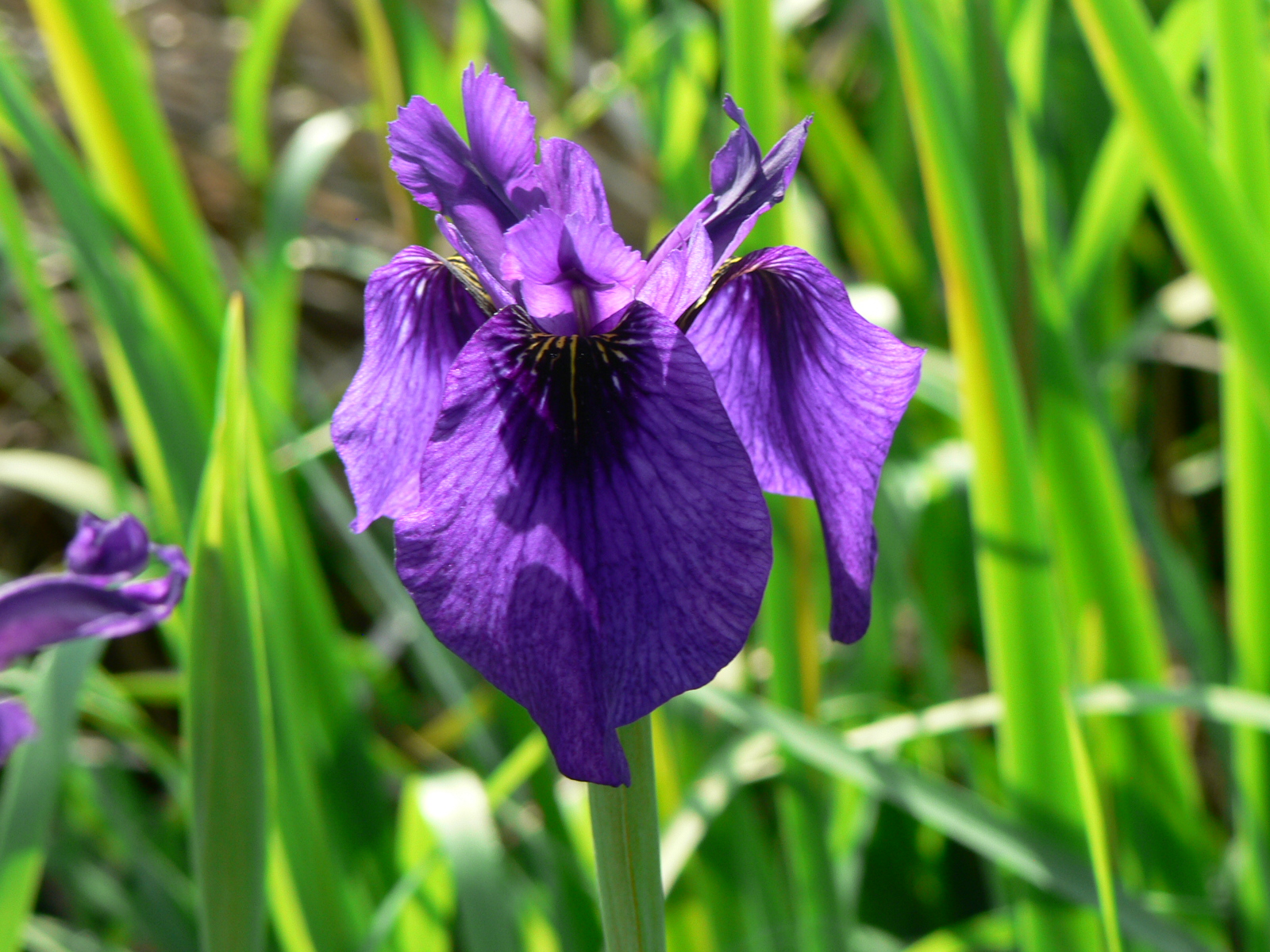 Iris chrysographes 'Mandarin Purple' - gellesgen, iris 'Mandarin Purple ...