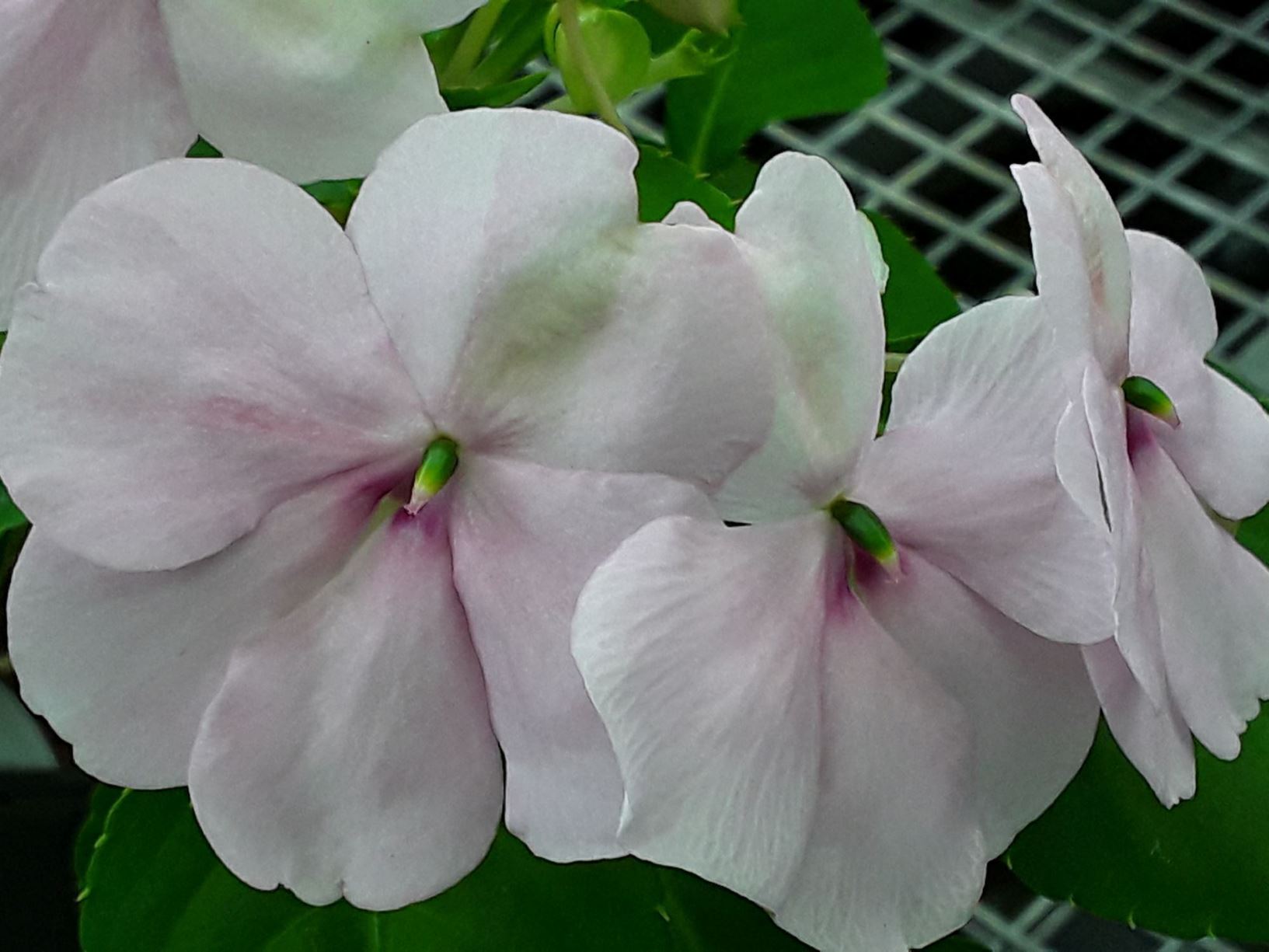 Impatiens 'Ray of Hope' | National Botanic Garden of Wales, United Kingdom