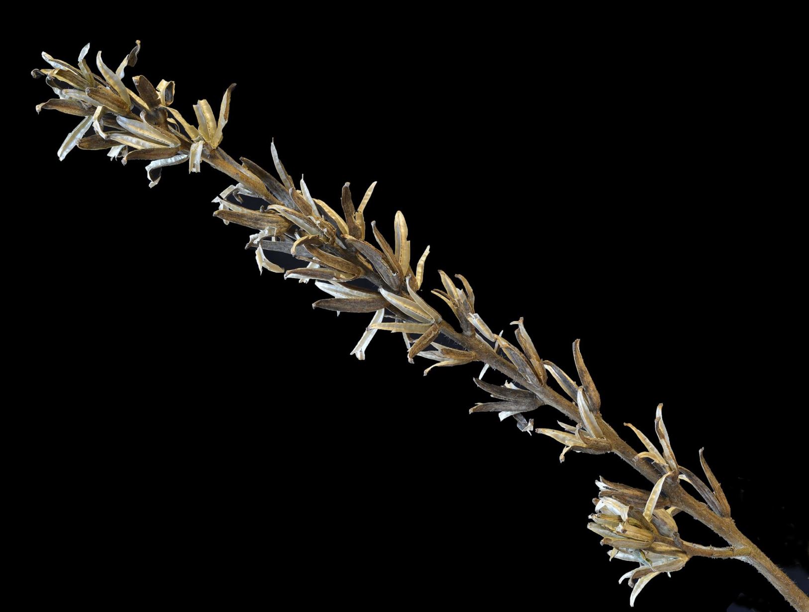 Oenothera biennis - melyn yr hwyr, common evening primrose, cure-all ...