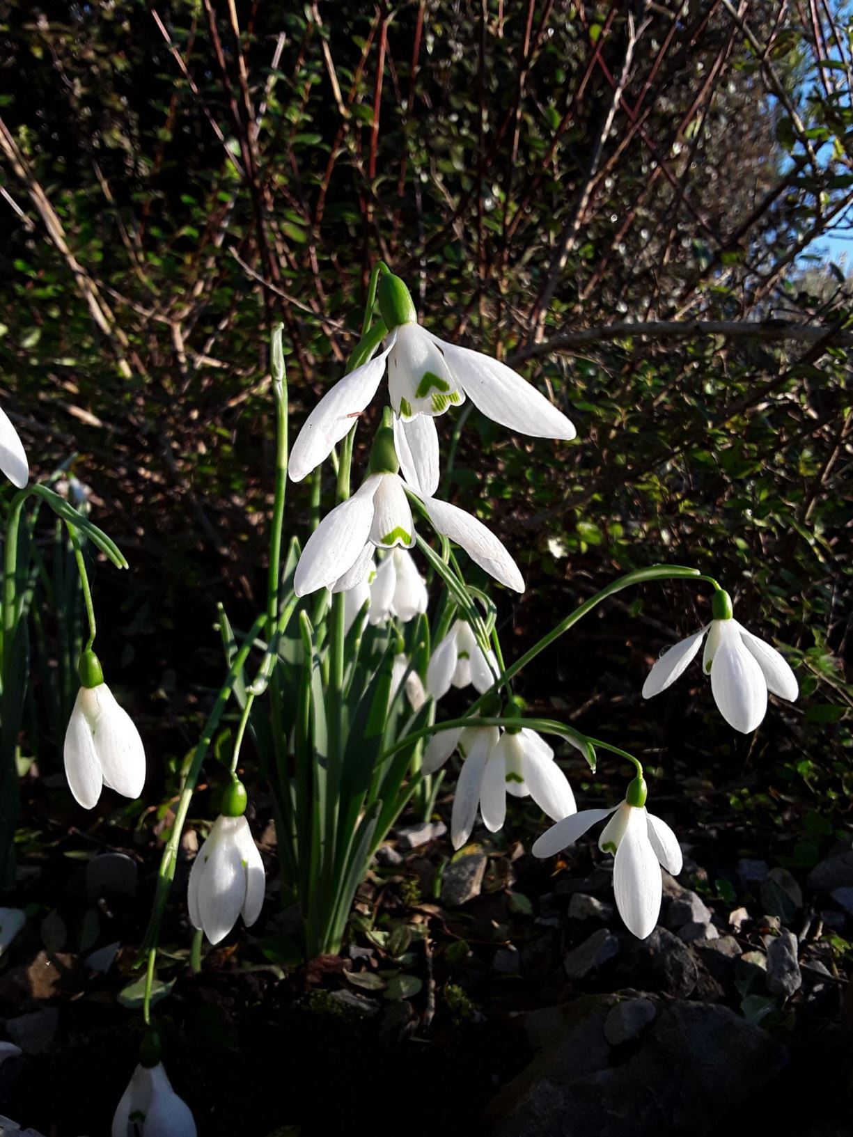 Galanthus elwesii 'Mrs Macnamara' - eirlys Elwes, greater snowdrop 'Mrs ...