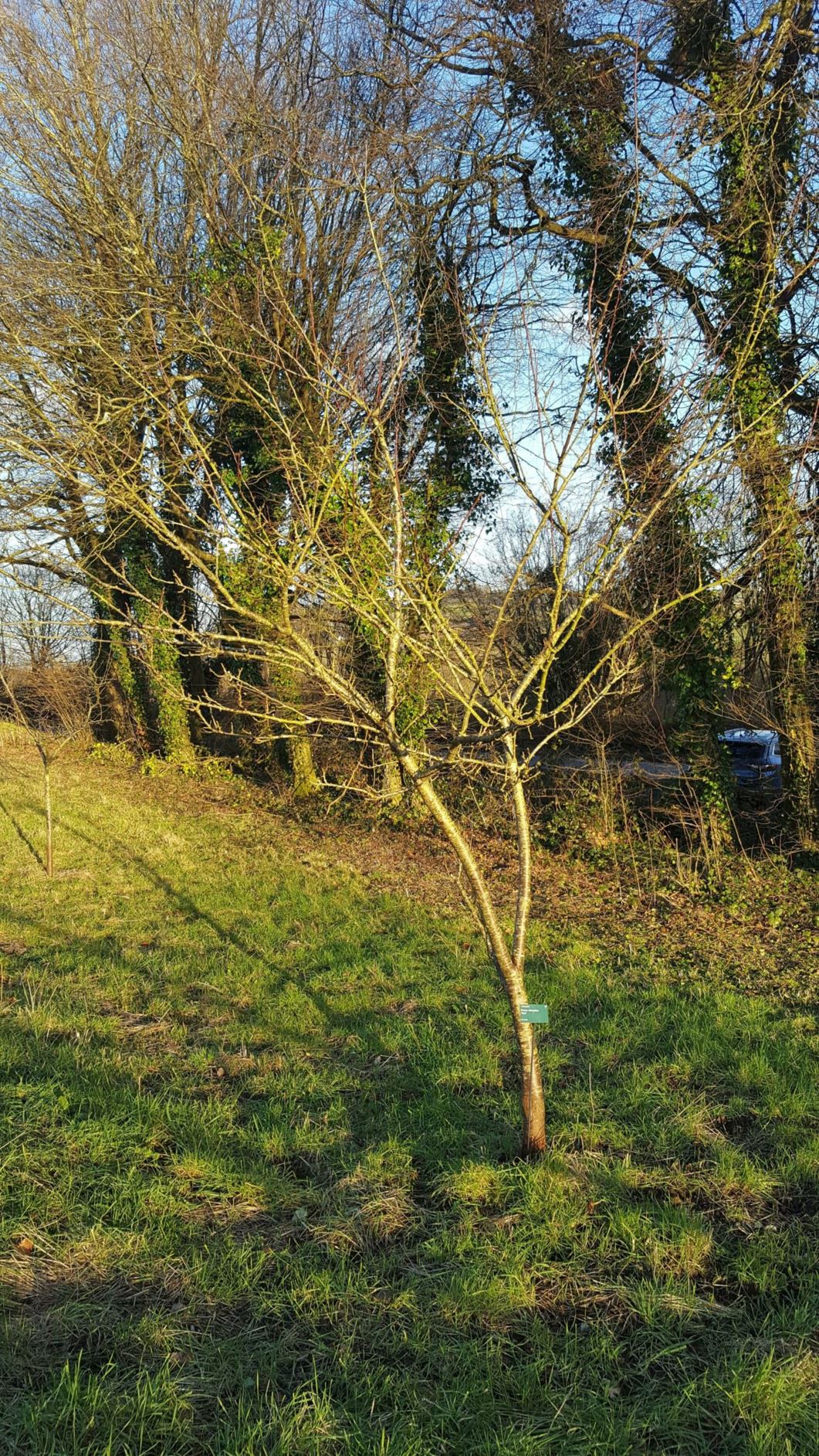 Prunus domestica 'Opal' - Coeden Eirin, Plum | National Botanic Garden ...