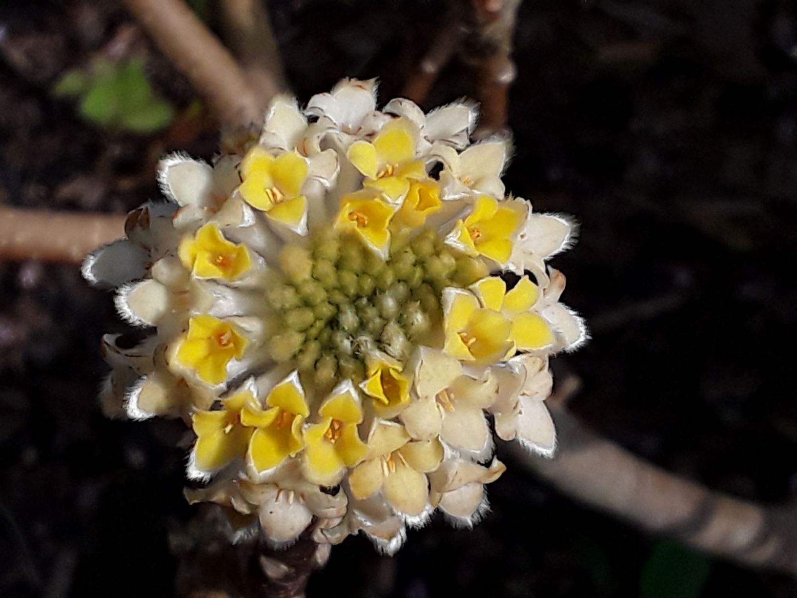 Edgeworthia chrysantha 'Grandiflora' - paperbush | National Botanic ...
