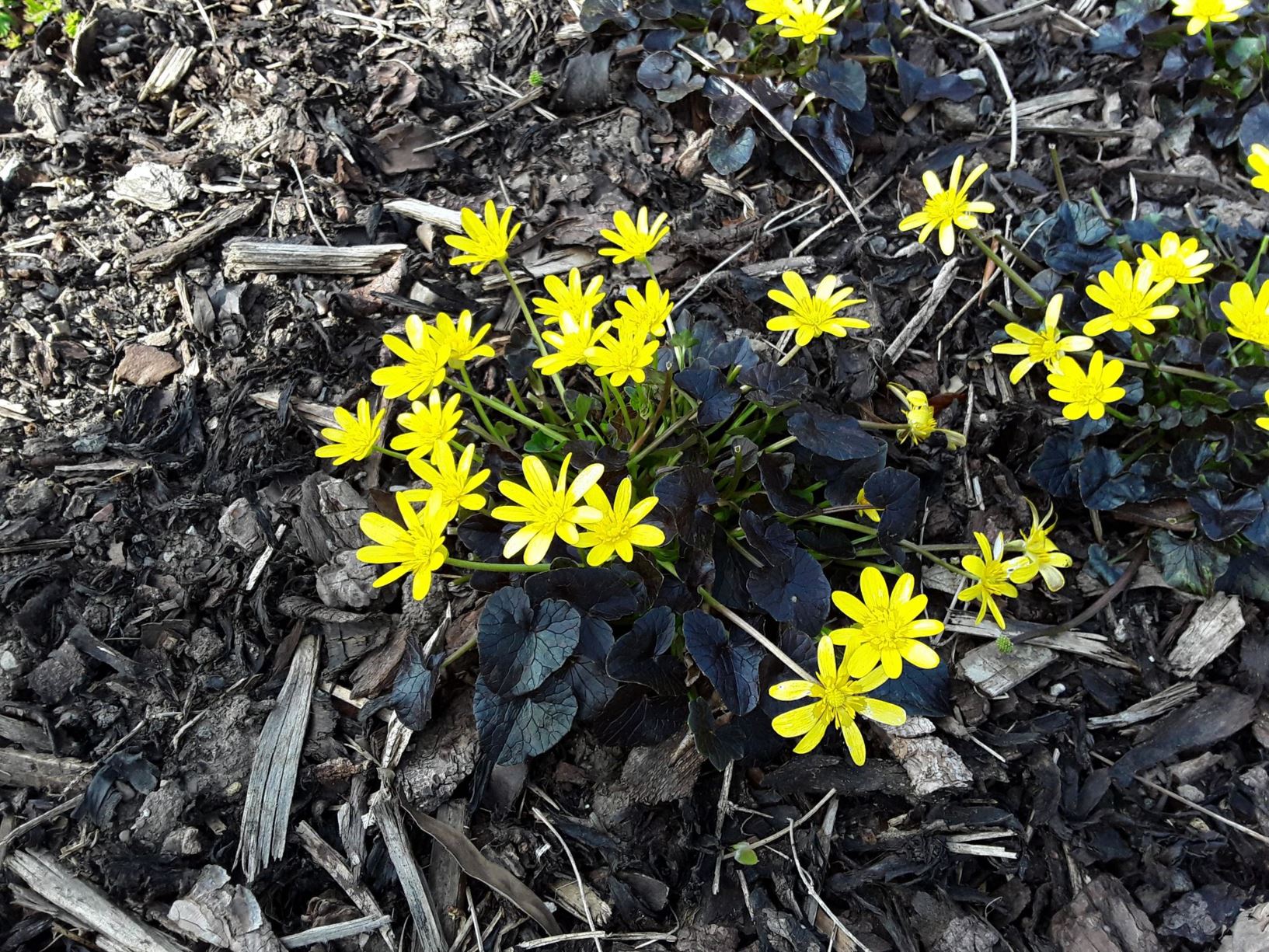 Ranunculus ficaria 'Brazen Hussy' - llygad Ebrill, lesser celandine ...