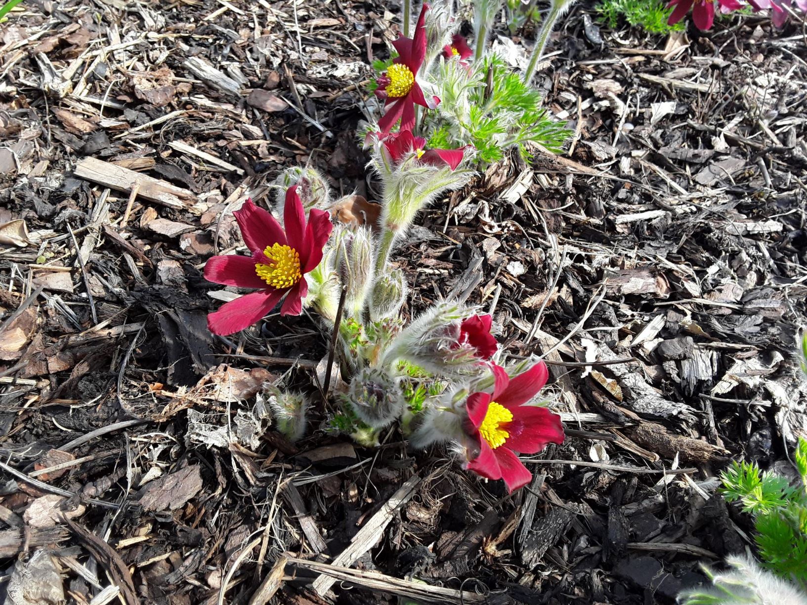 Pulsatilla vulgaris PINWHEEL DARK RED SHADES (Pinwheel Series) - blodyn ...