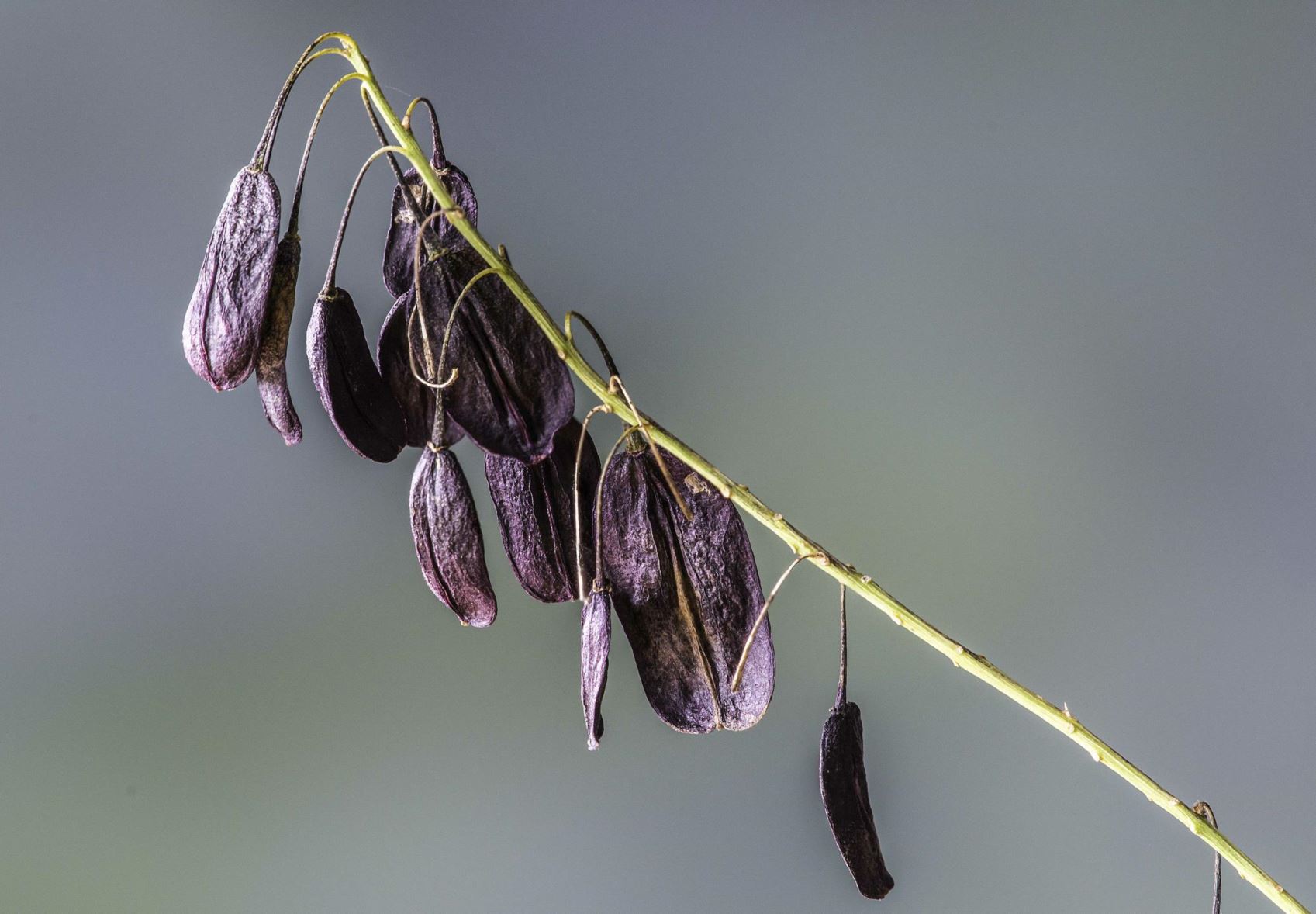 Isatis tinctoria - llysiau lliw, woad, ash of Jerusalem, common dyer's ...